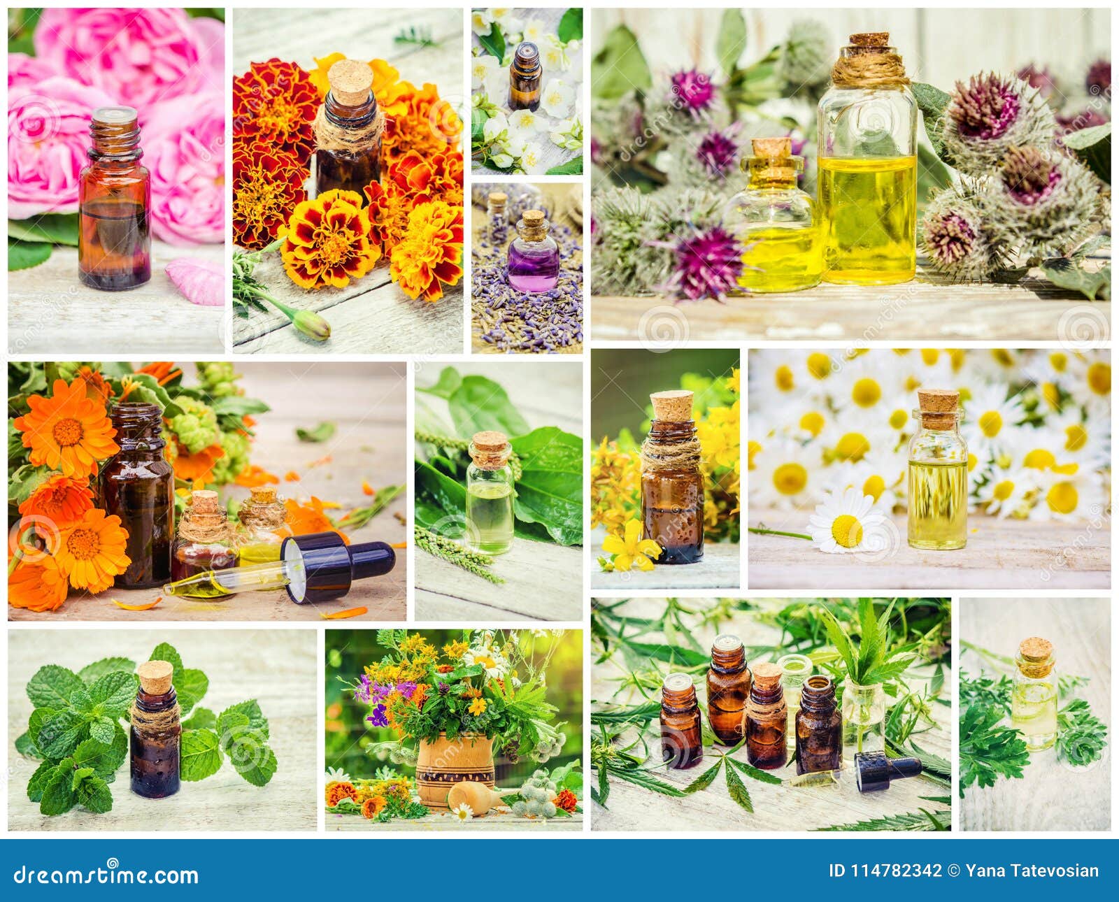 Medicinal herbs collage. stock photo. Image of collage - 114782342
