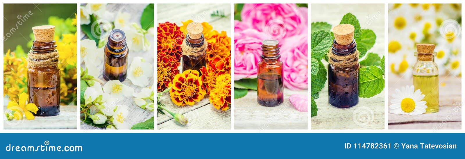 Medicinal herbs collage. stock image. Image of alternative - 114782361