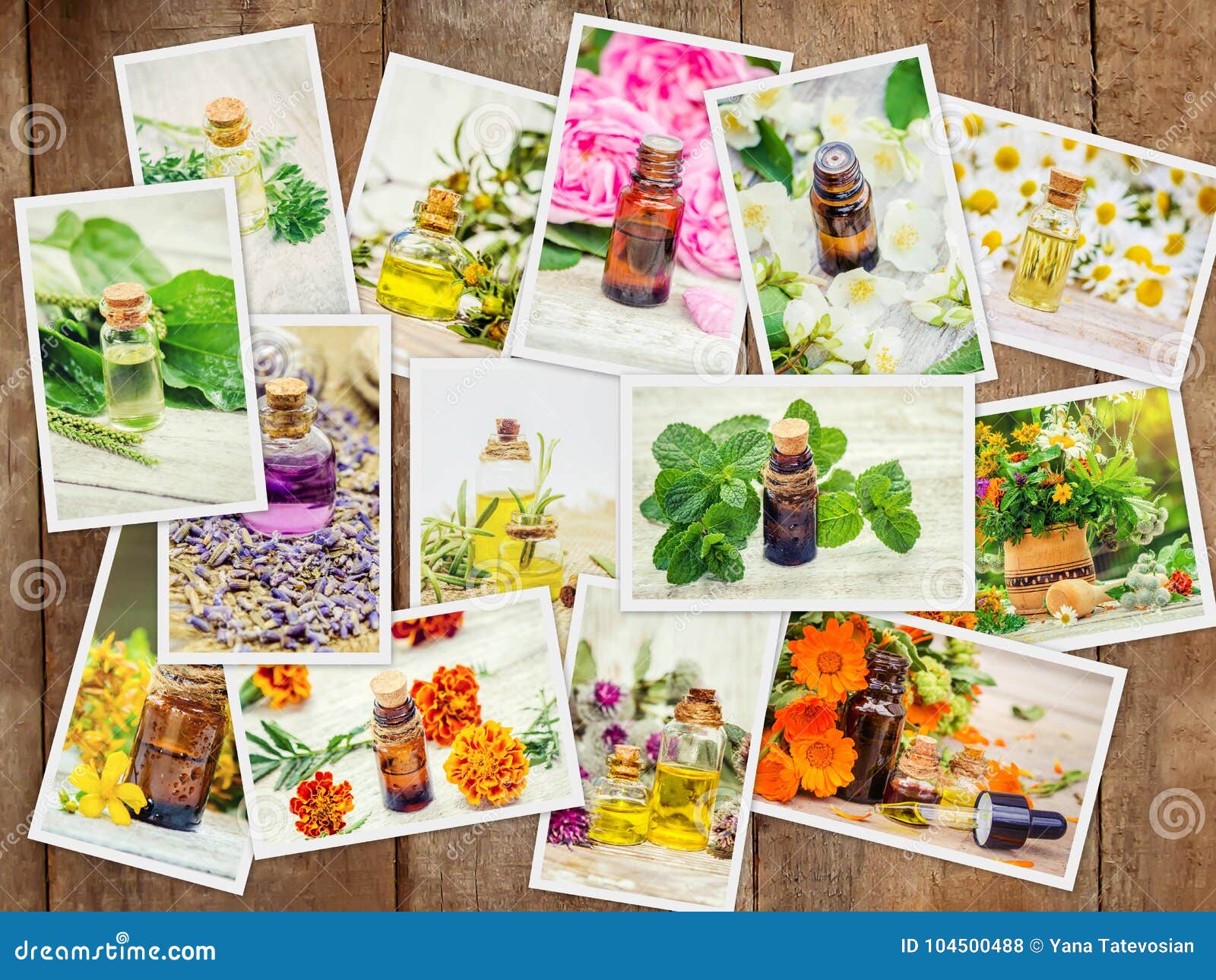 Medicinal herbs collage. stock photo. Image of johns - 104500488