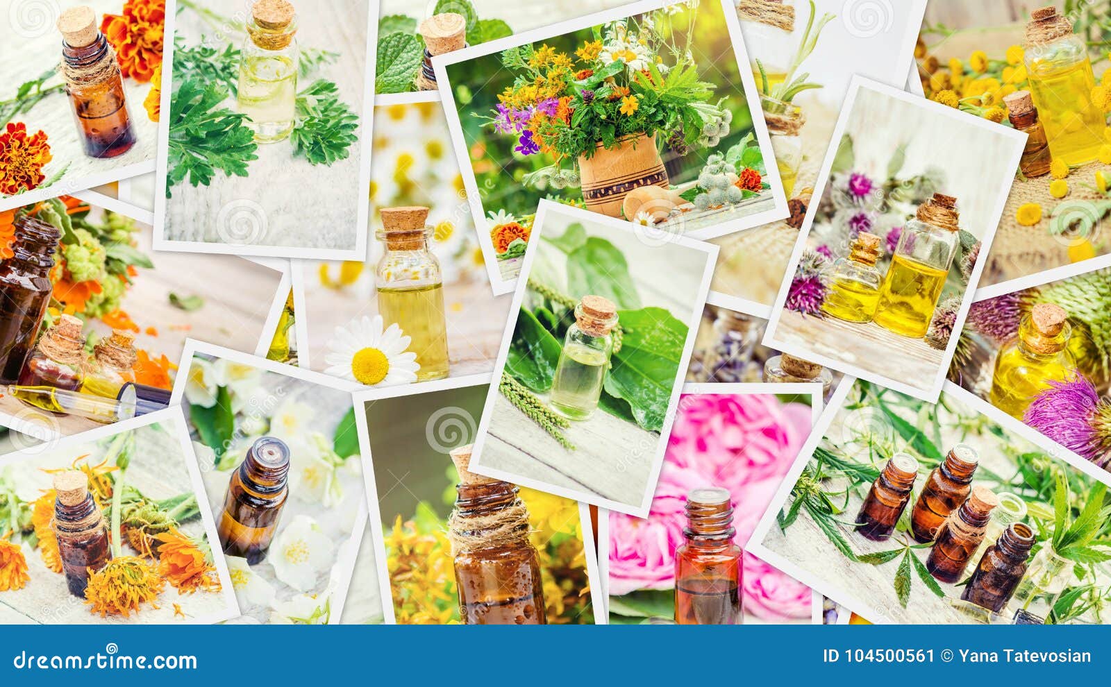 Medicinal herbs collage. stock image. Image of medicine - 104500561