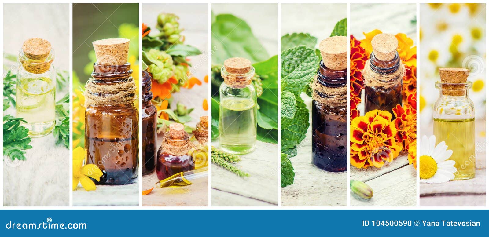 Medicinal herbs collage. stock photo. Image of calendula - 104500590