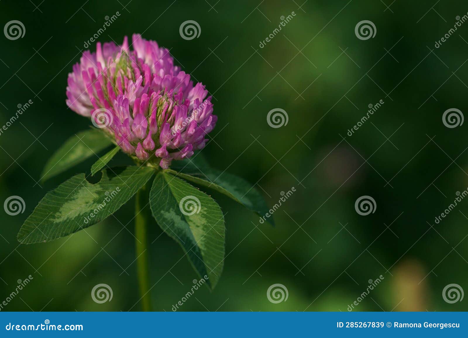 Medicinal Herbs - Red Clover Trifolium Pratense Stock Image - Image of ...