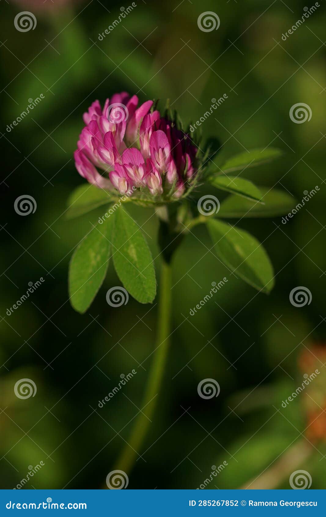 Medicinal Herbs - Red Clover, Trifolium Pratense Stock Photo - Image of ...