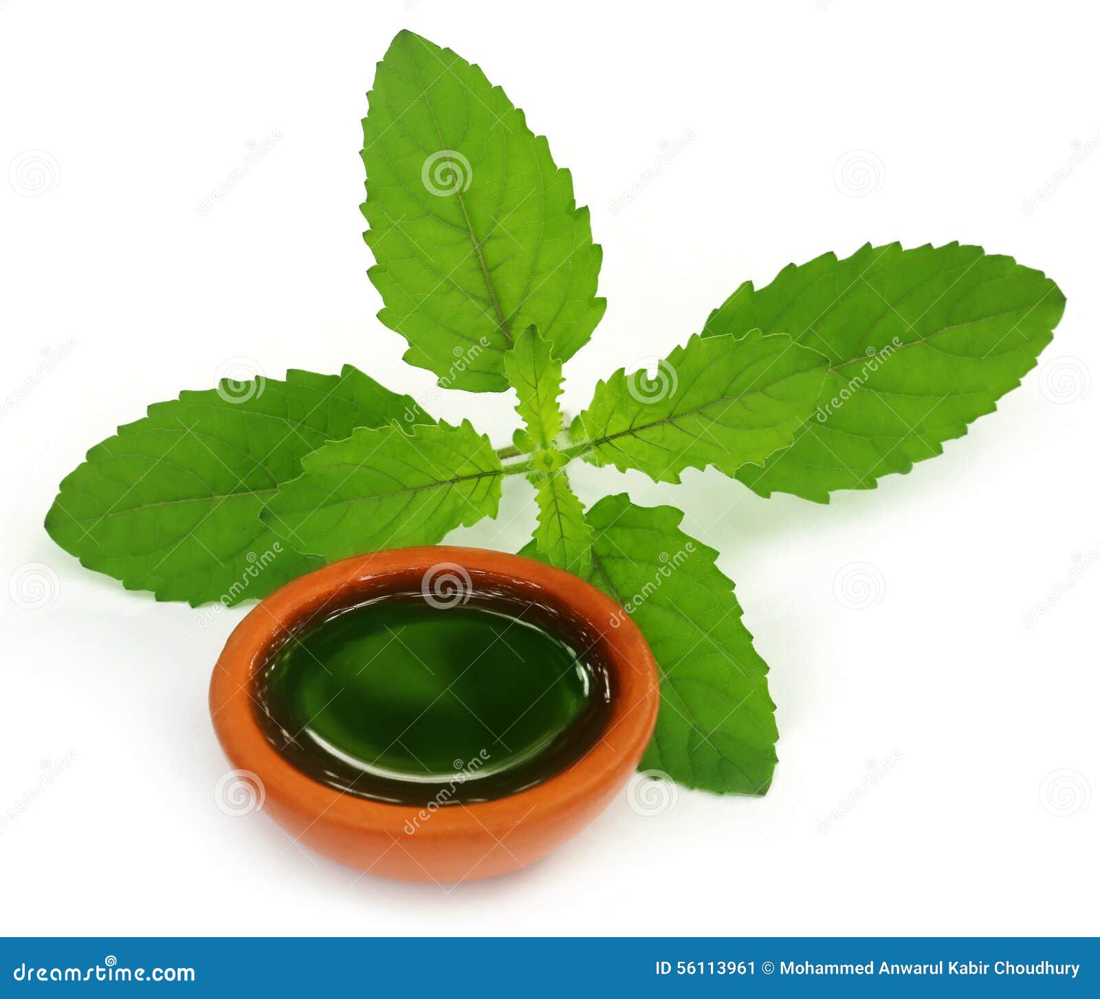 Medicinal Holy Basil or Tulsi Leaves with Extract Stock Image - Image ...