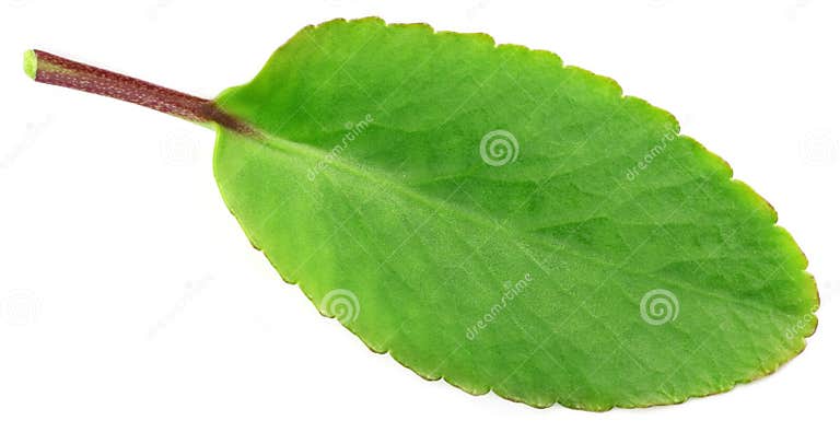 Medicinal Kalanchoe or Patharkuchi Leaf Stock Photo - Image of green ...
