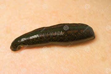 Medicinal Leech stock photo. Image of microscope, extreme - 13351396