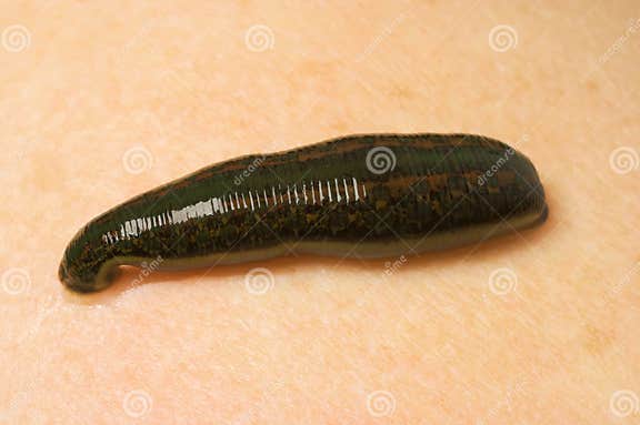 Medicinal Leech stock photo. Image of microscope, extreme - 13351396