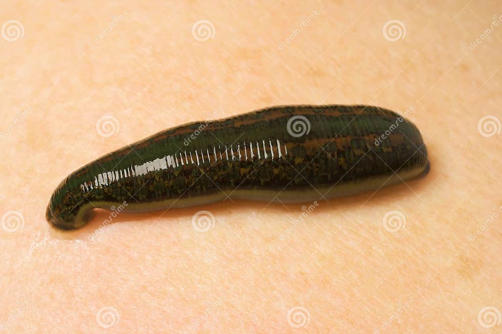 Medicinal Leech stock photo. Image of microscope, extreme - 13351396