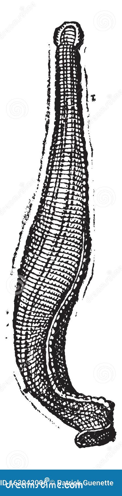 Medicinal Leech Illustration, Drawing, Engraving, Ink, Line Art, Vector ...