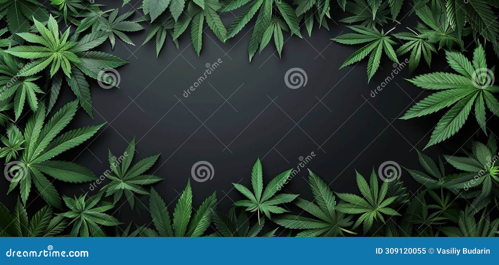 Medicinal Marijuana Leaf Frame on Black Background Stock Image - Image ...