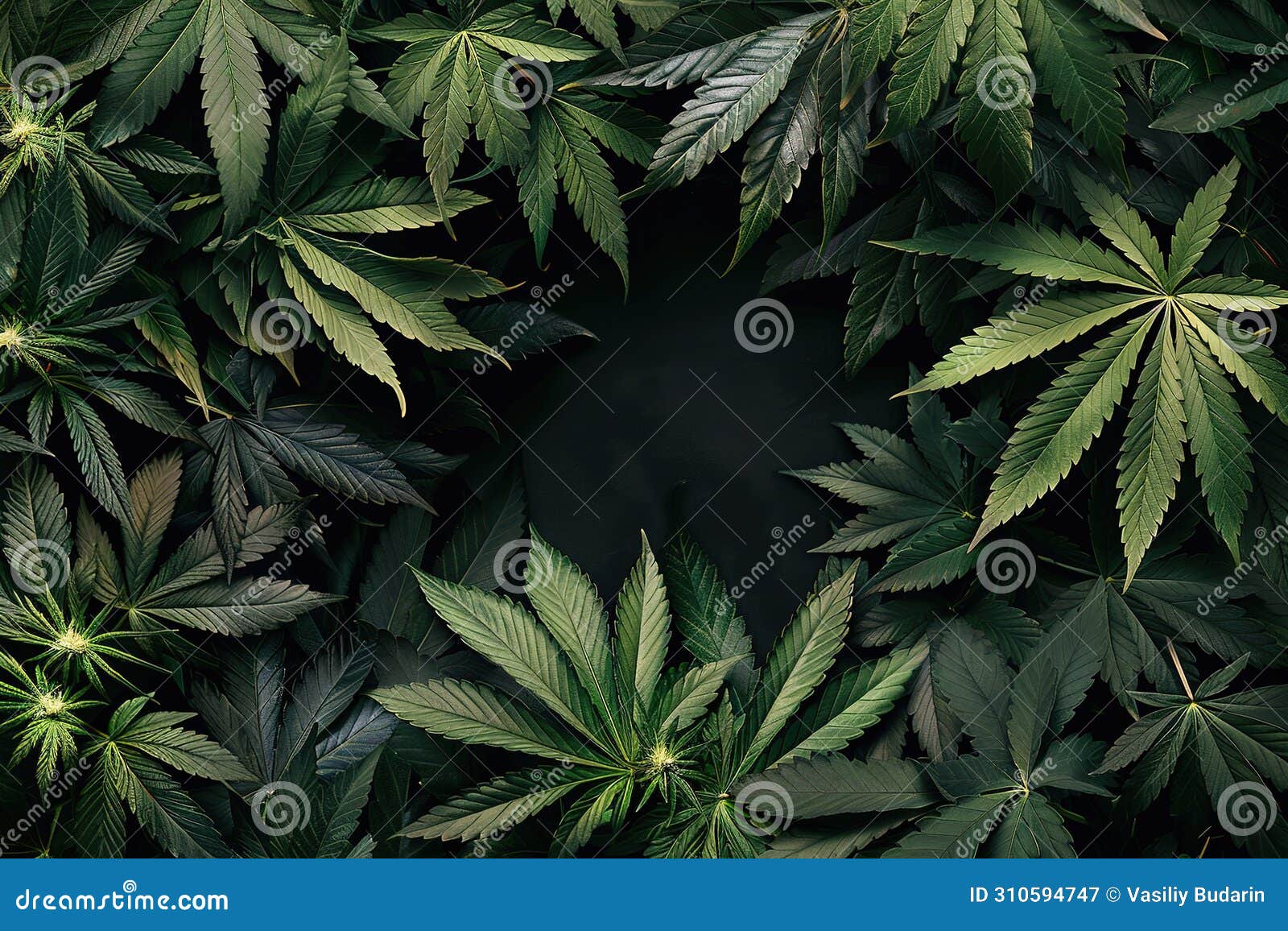 Medicinal Marijuana Leaf Frame on Black Background Stock Image - Image ...