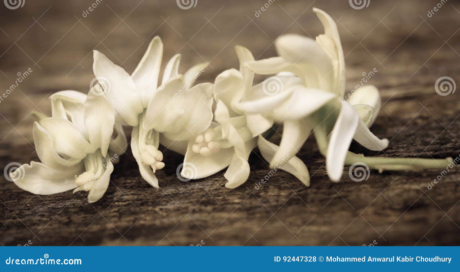 Medicinal moringa flower stock photo. Image of oleifera - 92447328