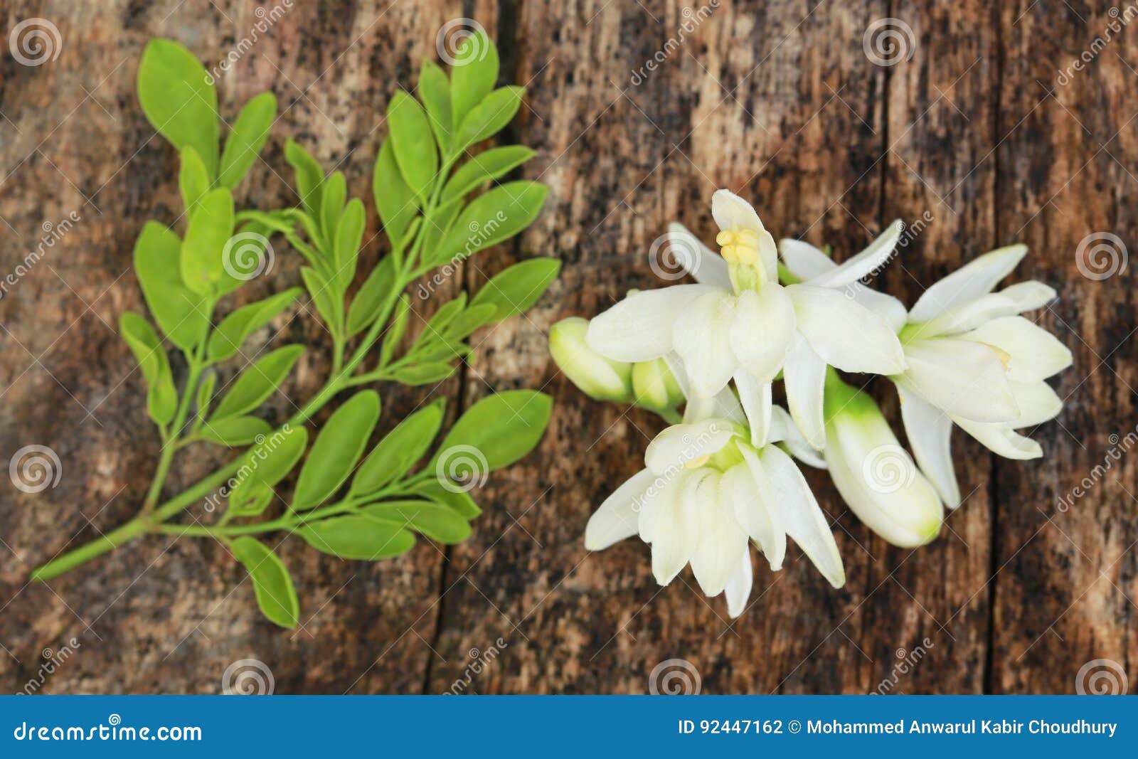 Medicinal Moringa Flower with Green Leaves Stock Photo - Image of ...