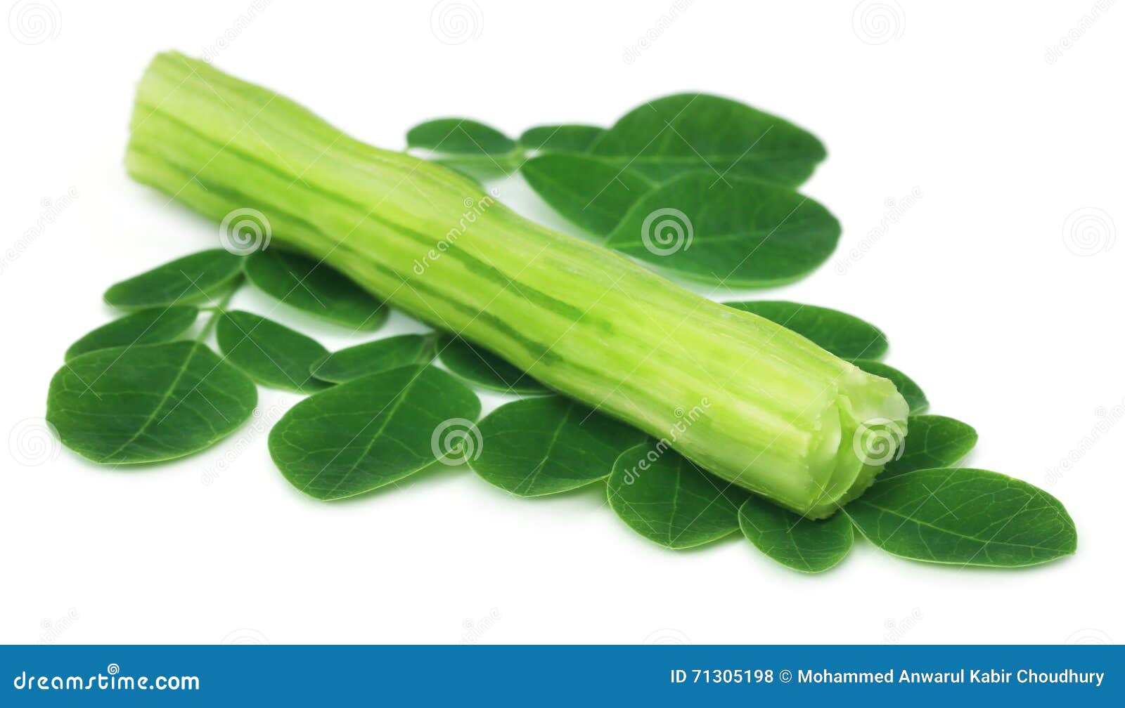 Medicinal Moringa with Green Leaves Stock Photo - Image of malunggay ...