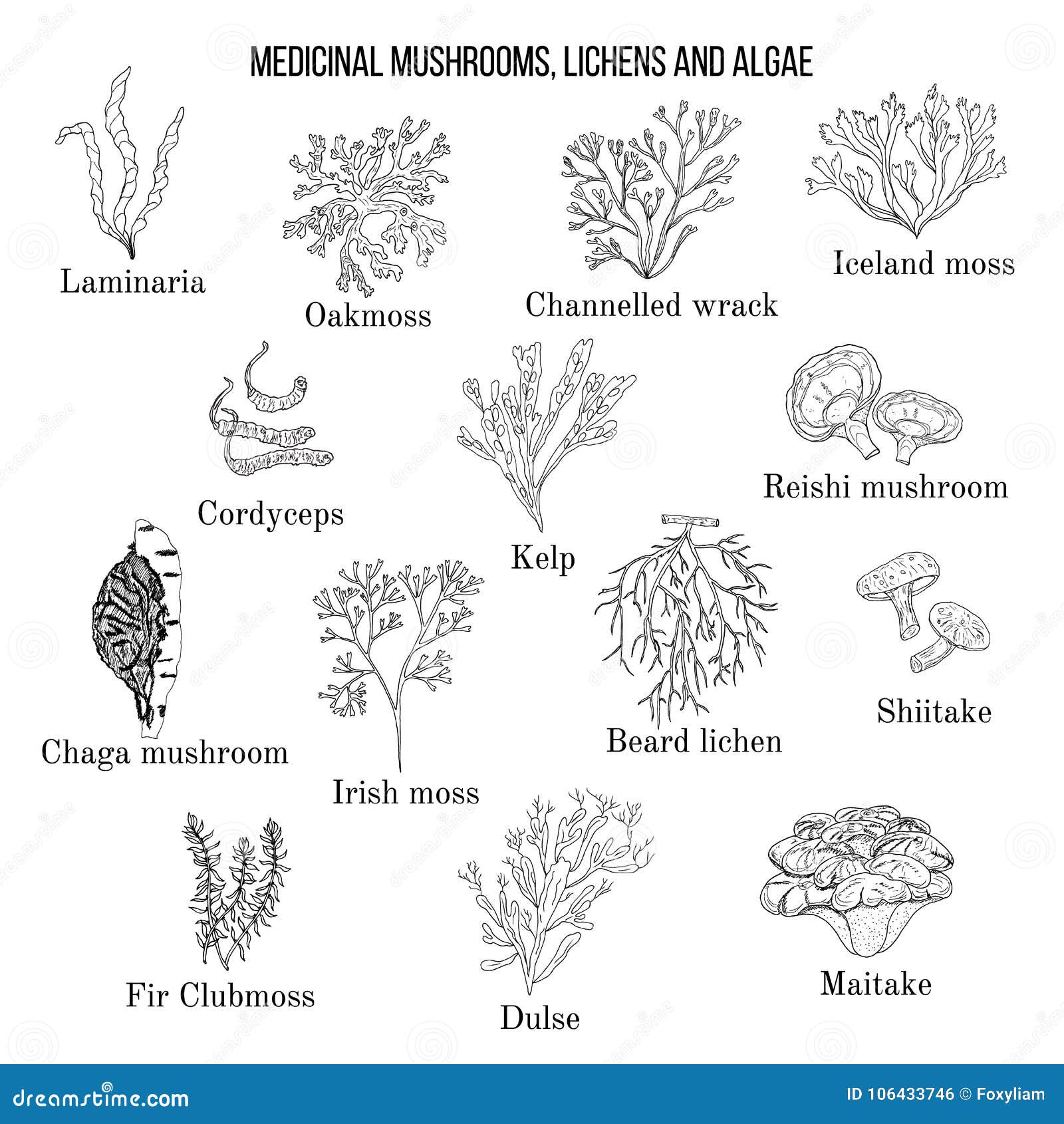 Beard Lichen Or Usnea Barbata, Vintage Engraving Vector Illustration ...