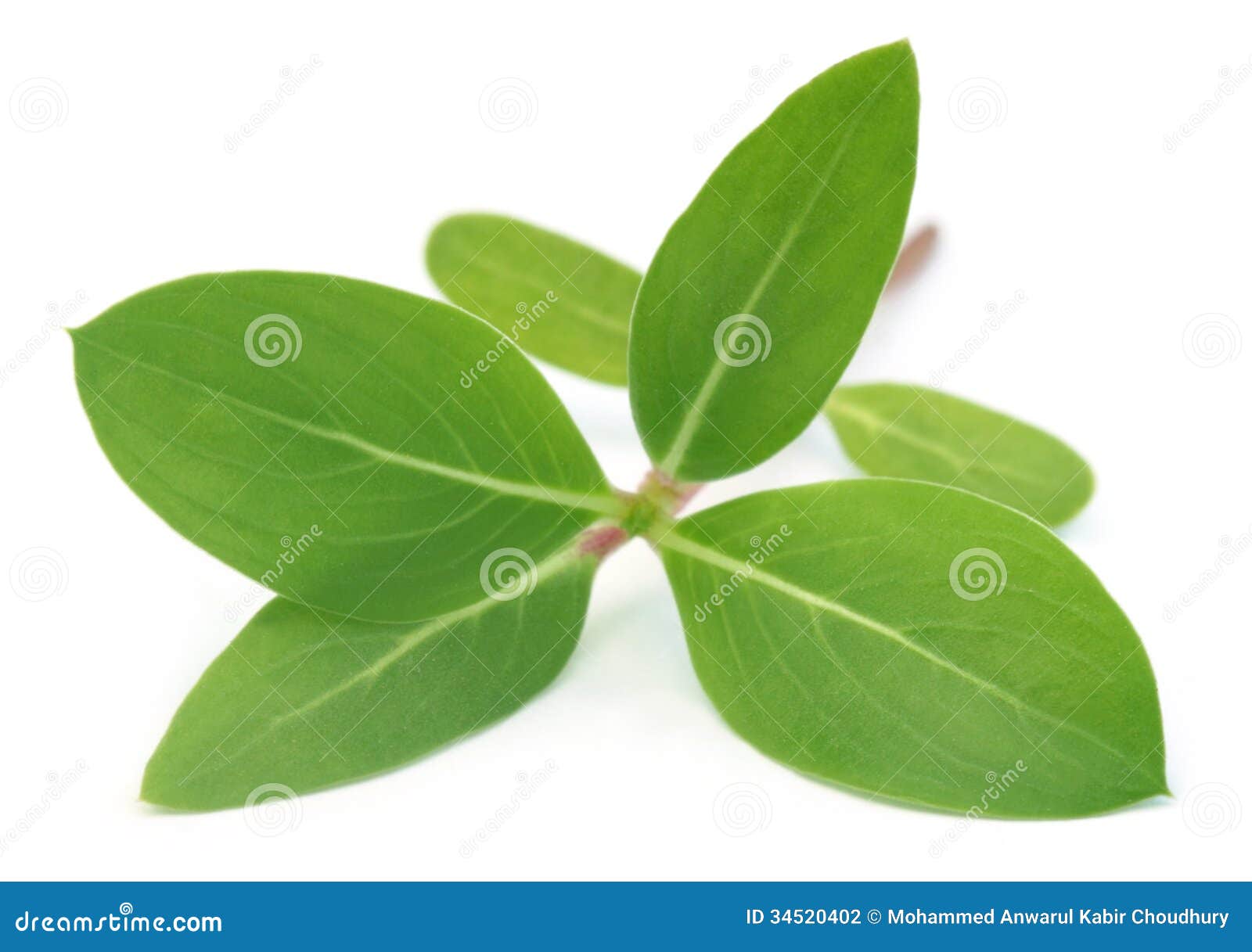 Medicinal Nayantara leaves stock photo. Image of purple - 34520402