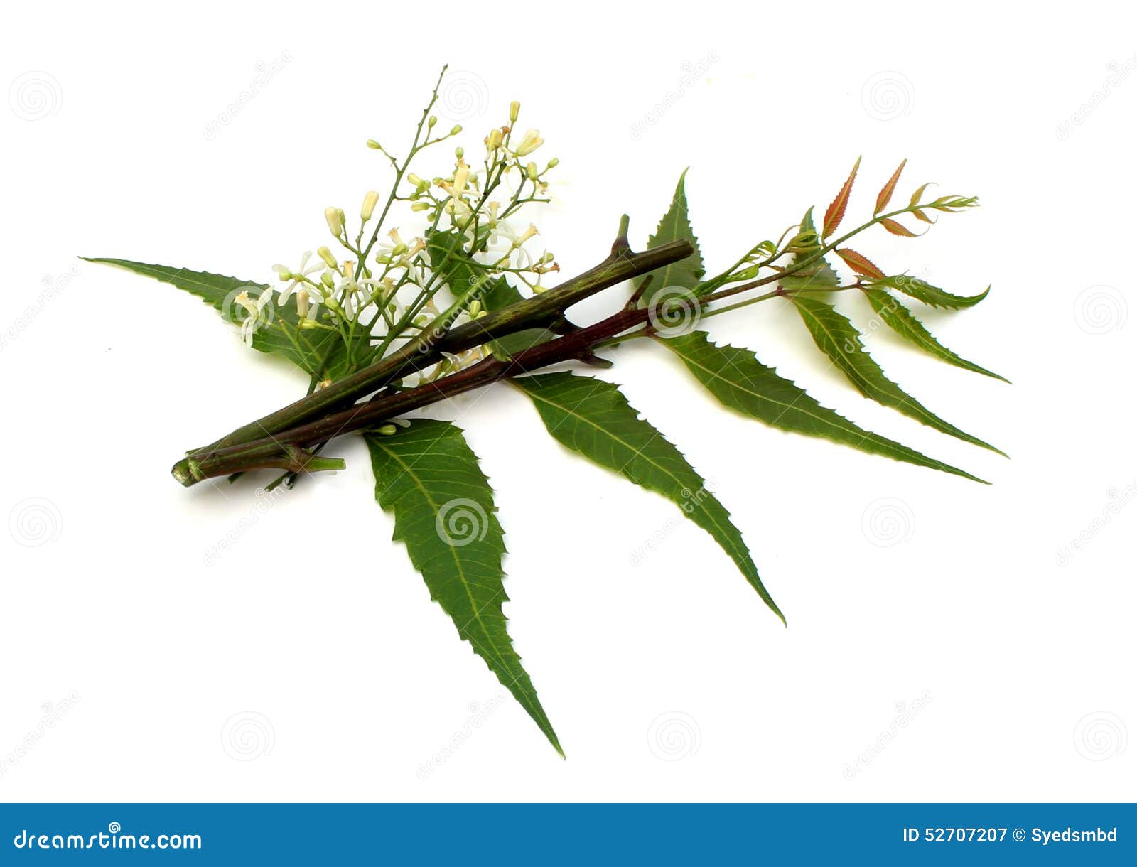Medicinal Neem Flower, Leaves with Branch Stock Image - Image of acid ...