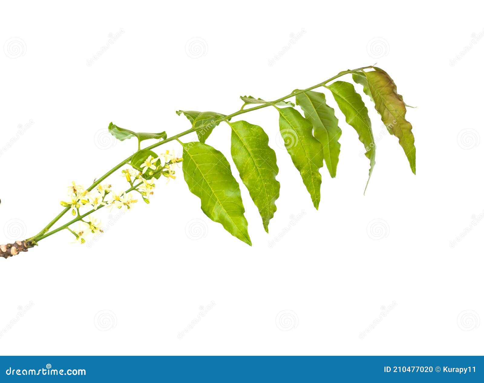 Medicinal Neem Flower and Leaves Over White. Stock Photo - Image of ...