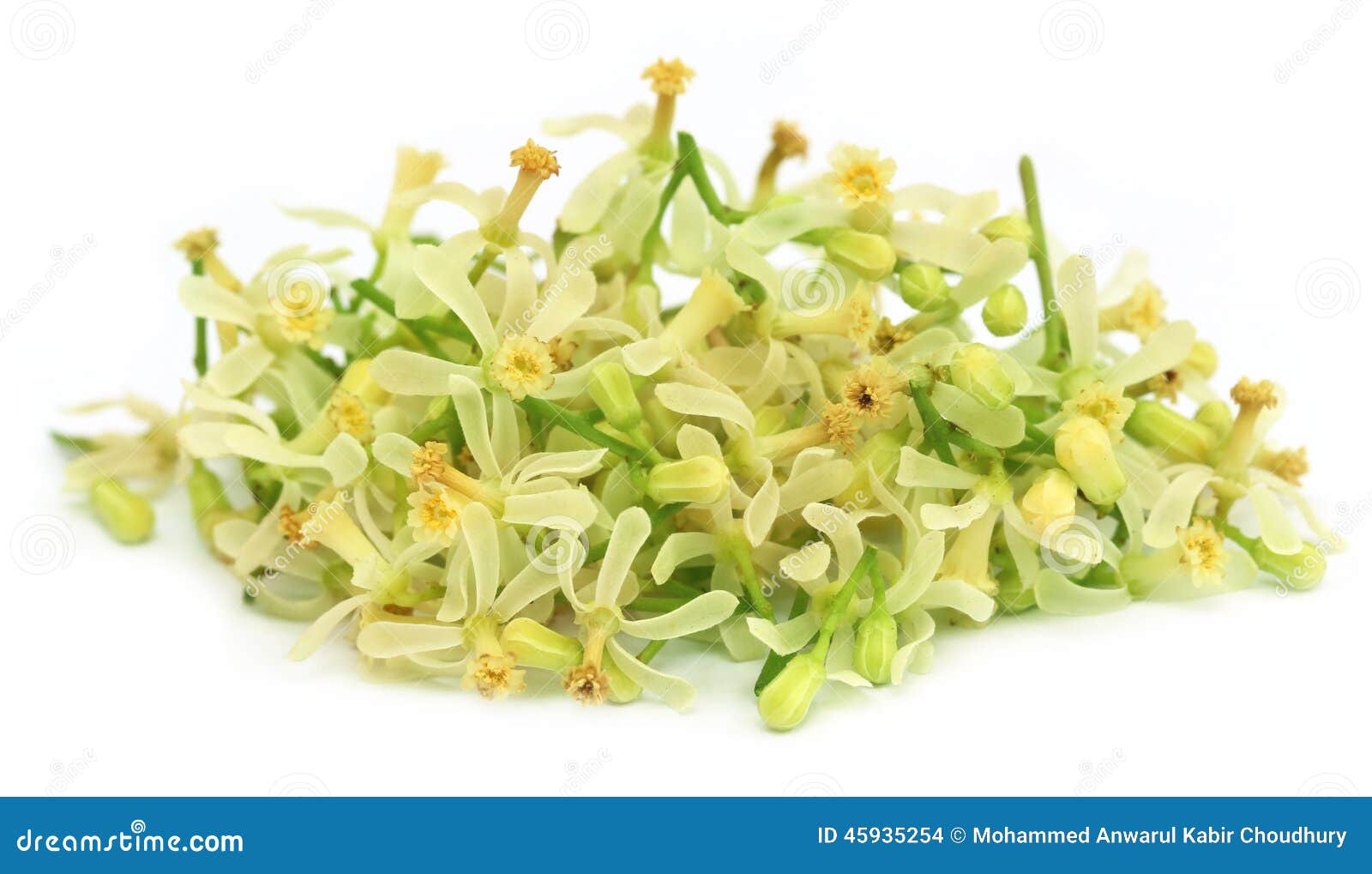 Neem Flower, Azadirachta Indica, Commonly Known As Neem, Nimtree Or ...