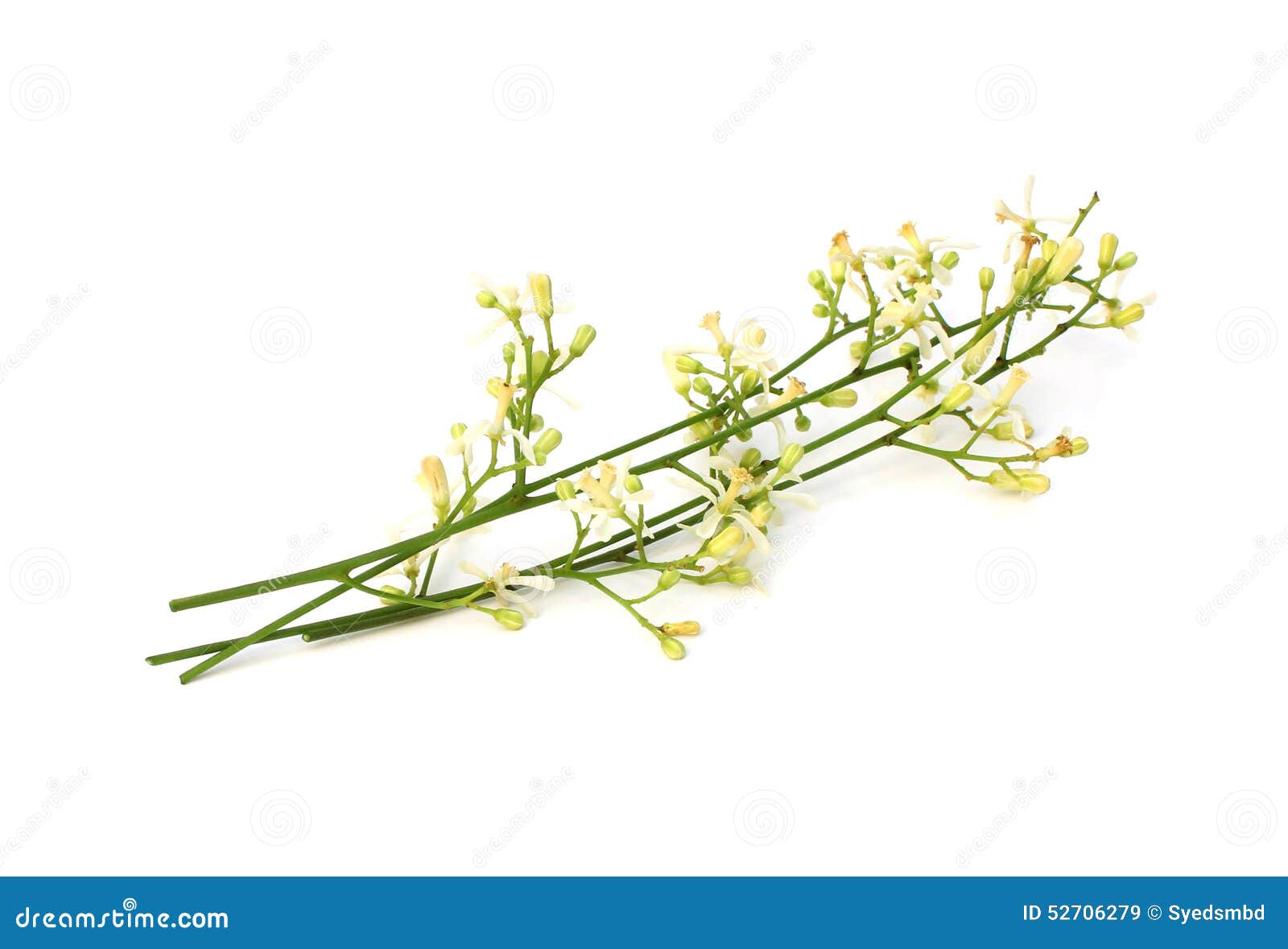 Neem Flower, Azadirachta Indica, Commonly Known As Neem, Nimtree Or ...