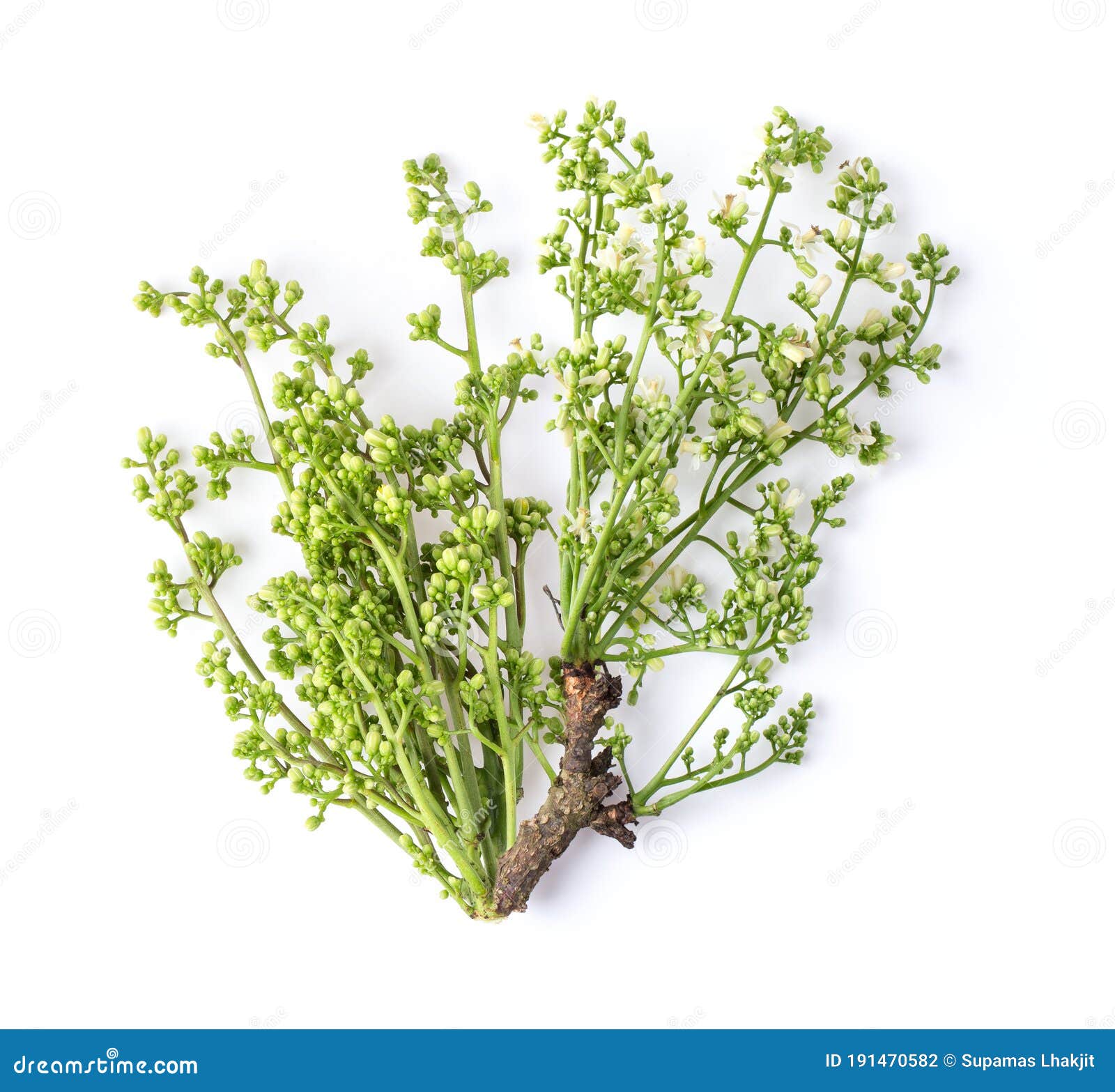 Neem Flower, Azadirachta Indica, Commonly Known As Neem, Nimtree Or ...