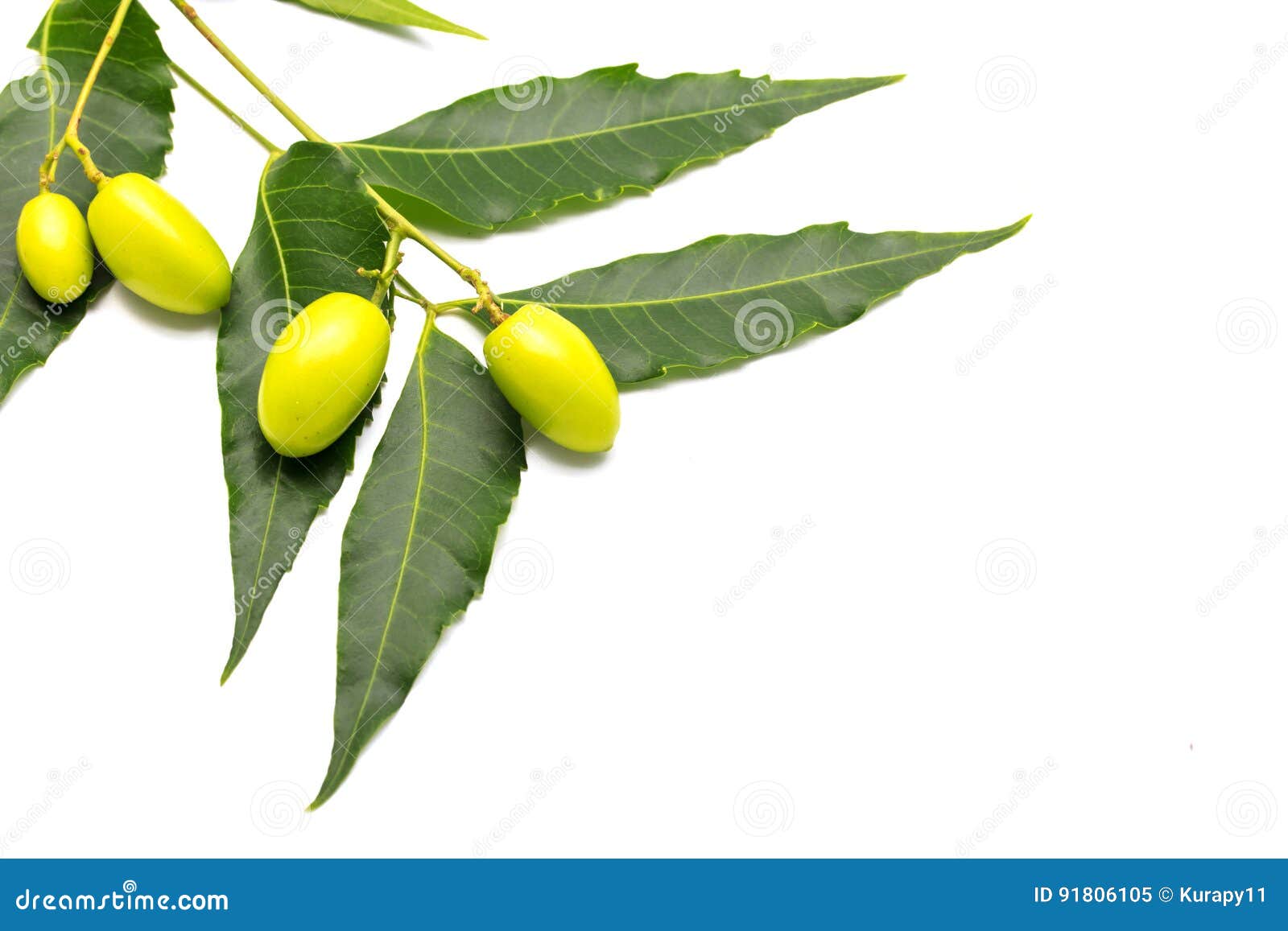 Medicinal Neem Leaf On White Background. Azadirachta Indica Royalty ...