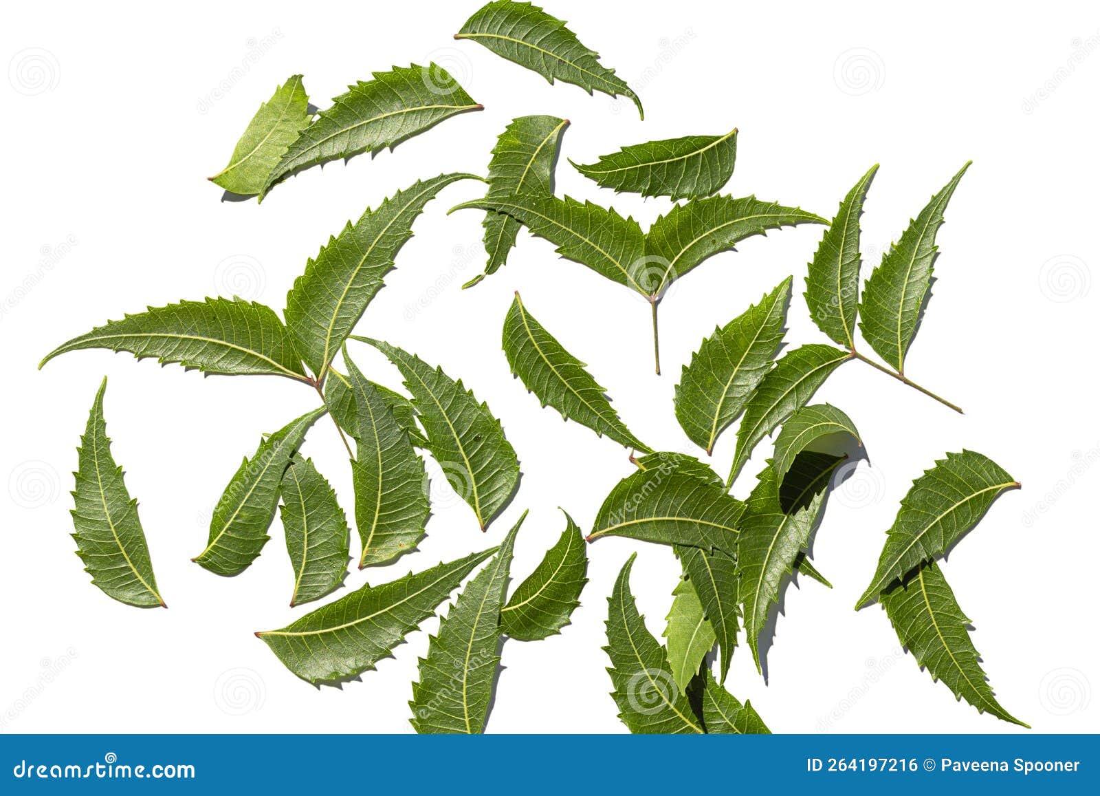 Medicinal Neem Leaf Isolated on White Background Stock Photo - Image of ...