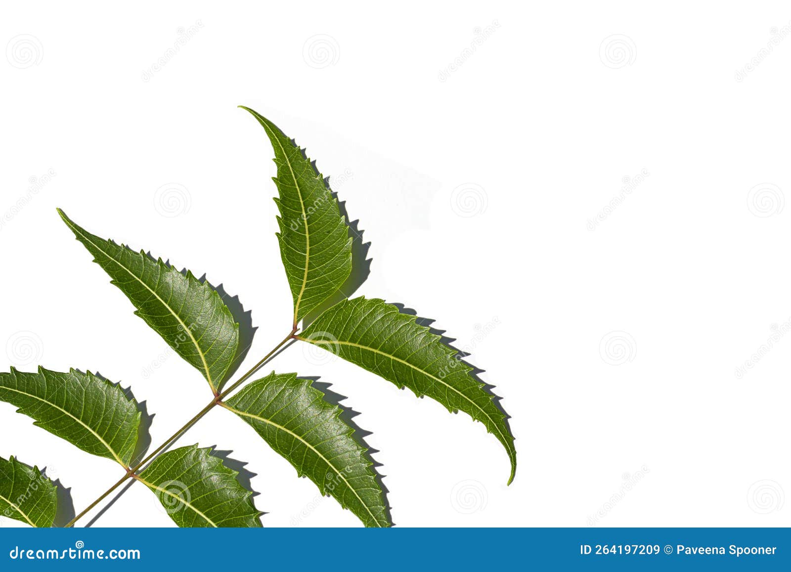 Medicinal Neem Leaf Isolated on White Background Stock Image - Image of ...