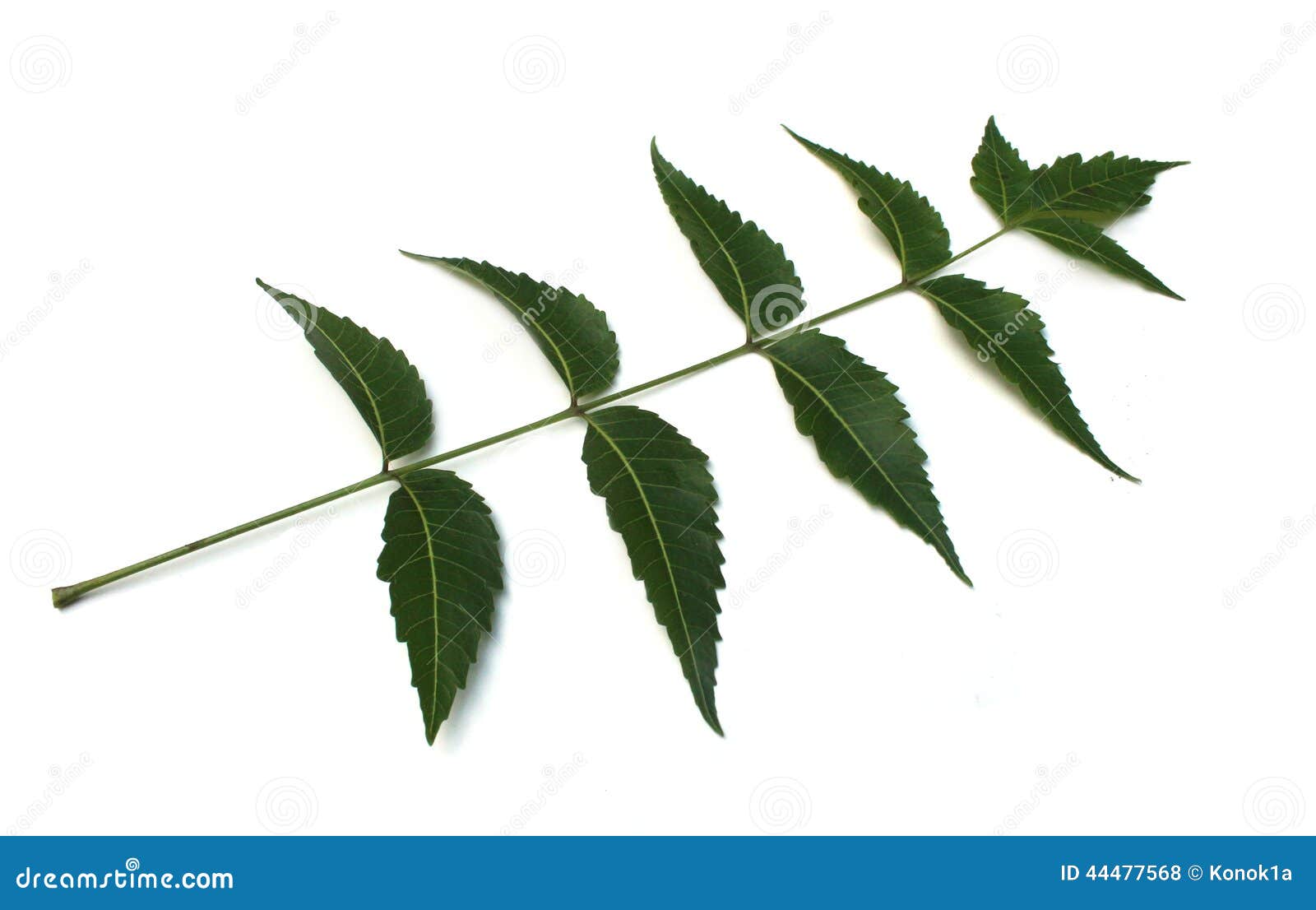 Neem Leaf In Dark Background Stock Photography | CartoonDealer.com ...