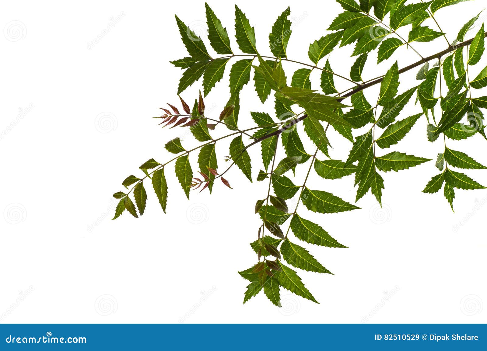 Medicinal Neem leaf stock image. Image of branch, bowl - 82510529