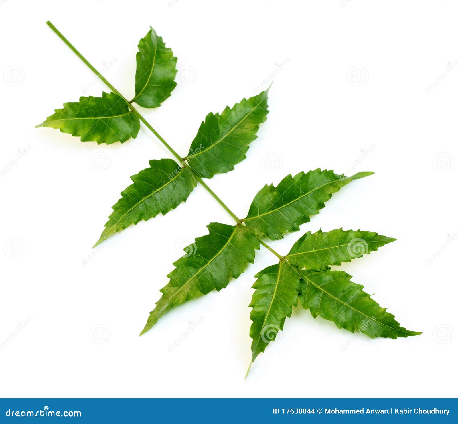 Medicinal neem leaves stock photo. Image of aristha, clipping - 17638844