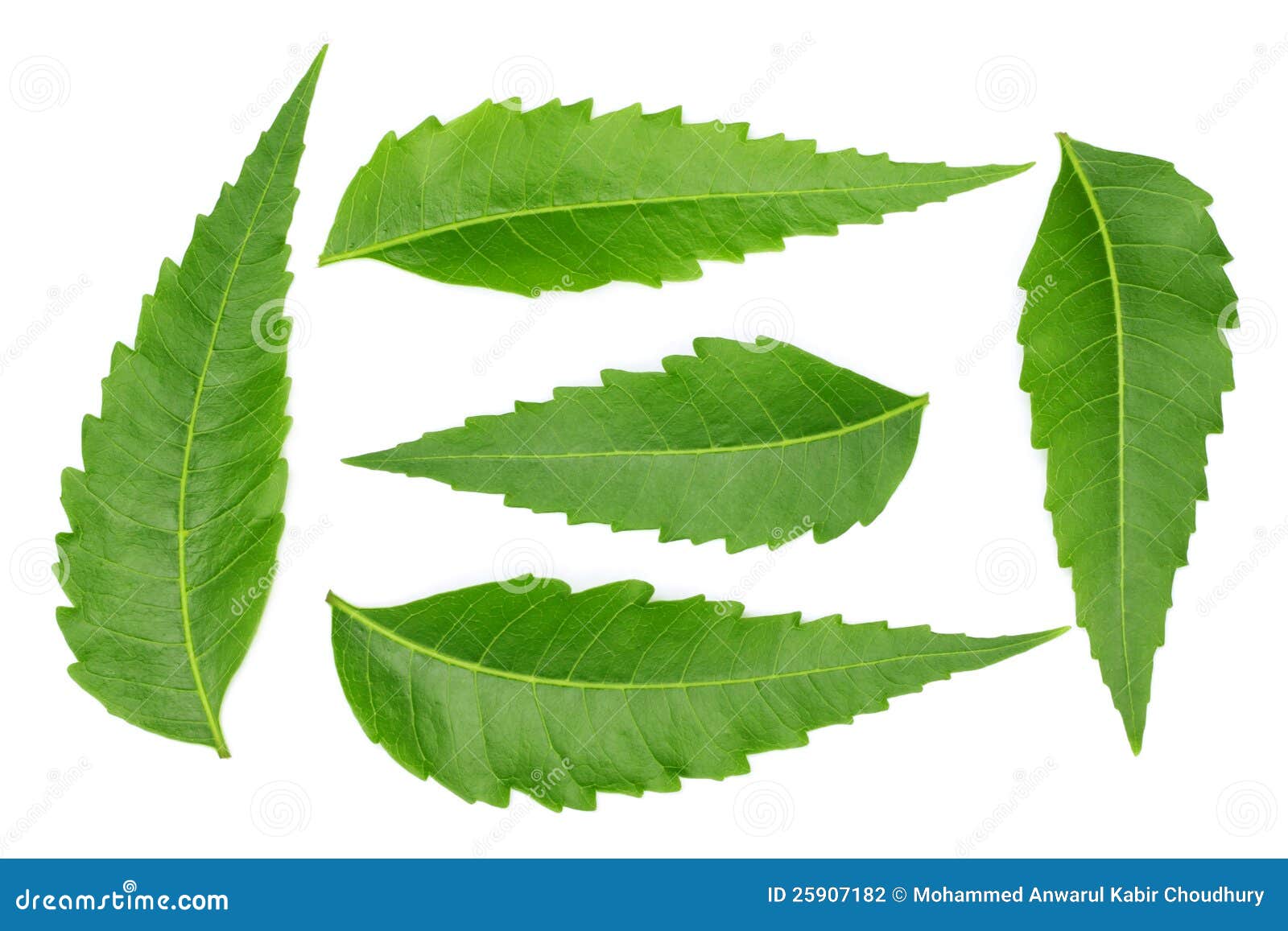 Medicinal neem leaves stock photo. Image of india, insecticide - 25907182
