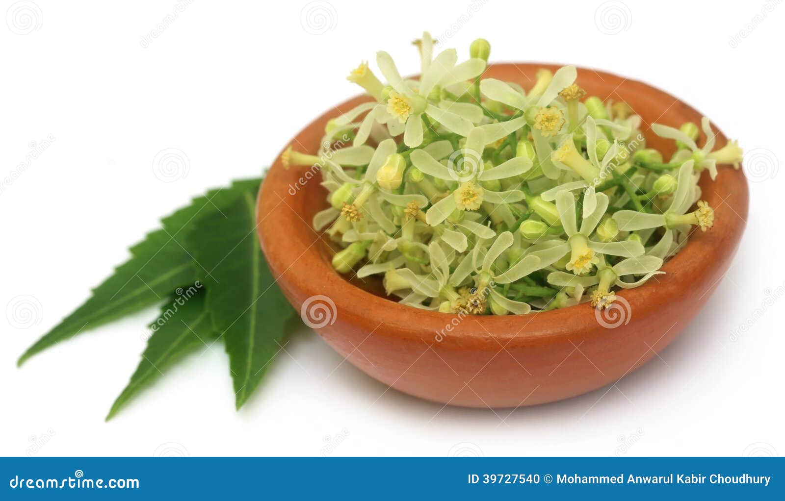 Medicinal Neem Leaves and Flower Stock Photo - Image of clipping ...