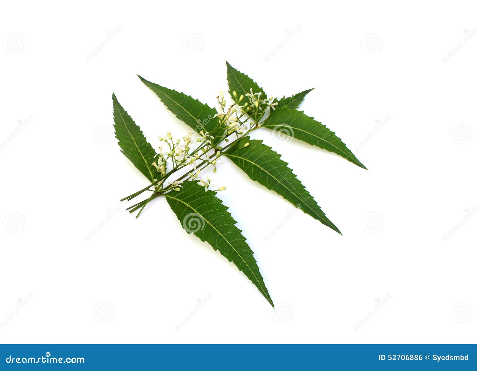 Medicinal Neem Leaves with Flower Stock Photo - Image of ayurveda ...