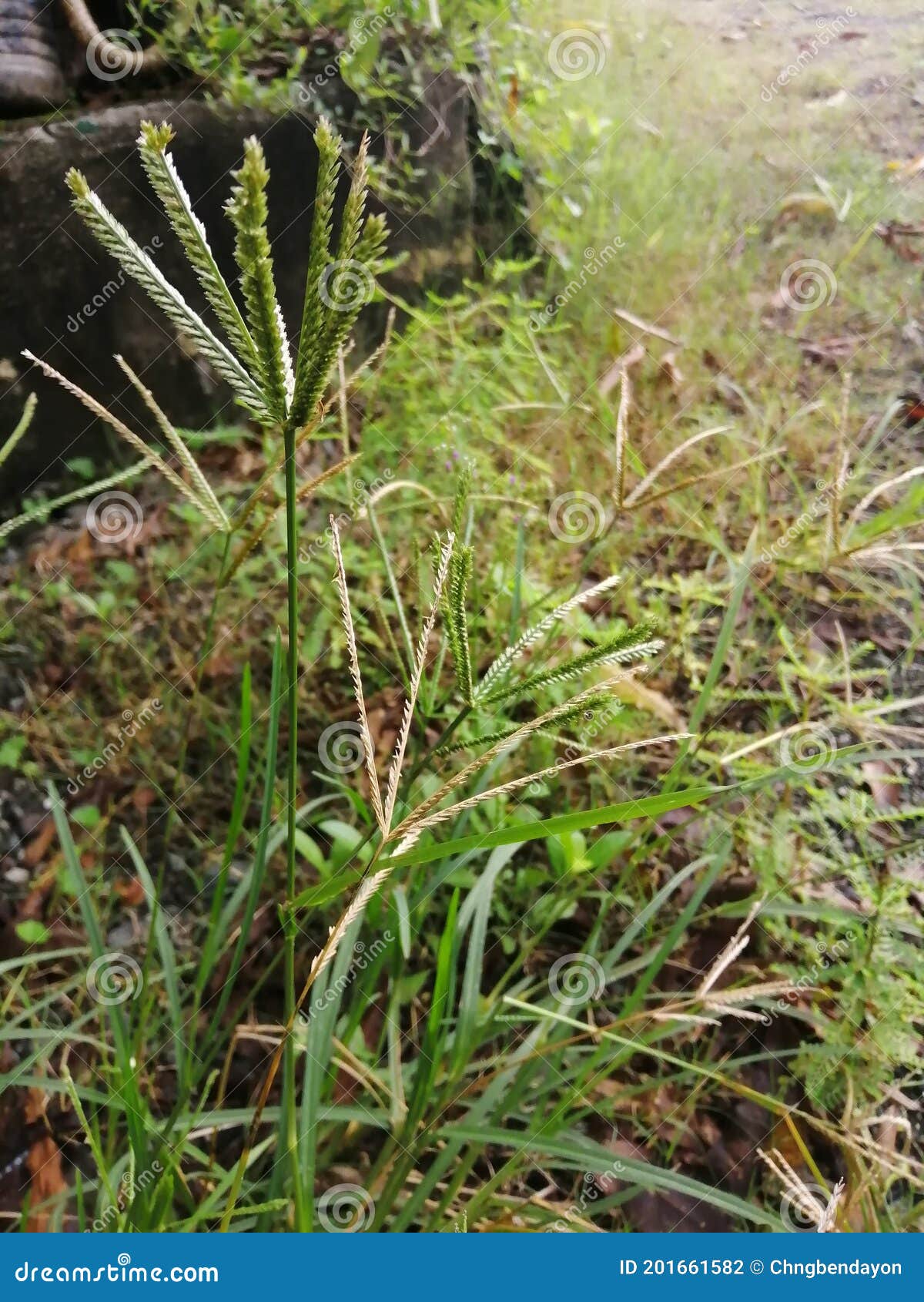 A Medicinal Paragis Grass Grows in the School Grassland. Stock Photo ...