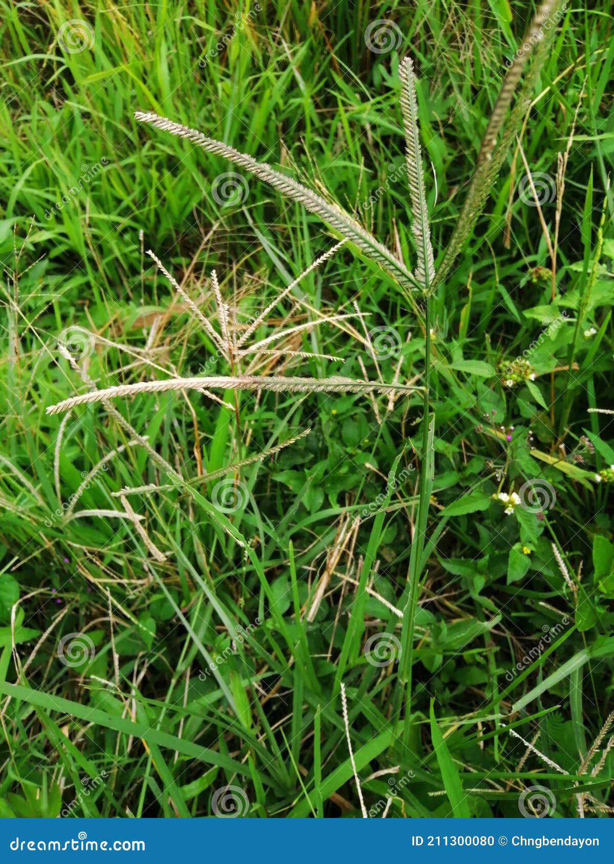 A Medicinal Paragis Seeds Grows on Grassland Stock Photo - Image of ...