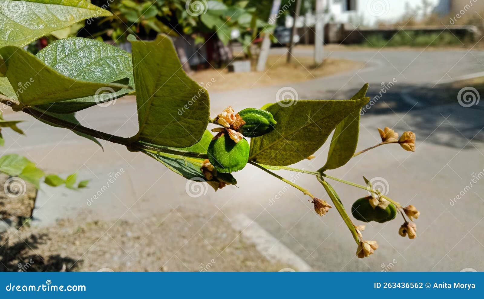 Medicinal Parijat Tree or Nyctanthes Arbor Tristis Seed Stock Photo ...