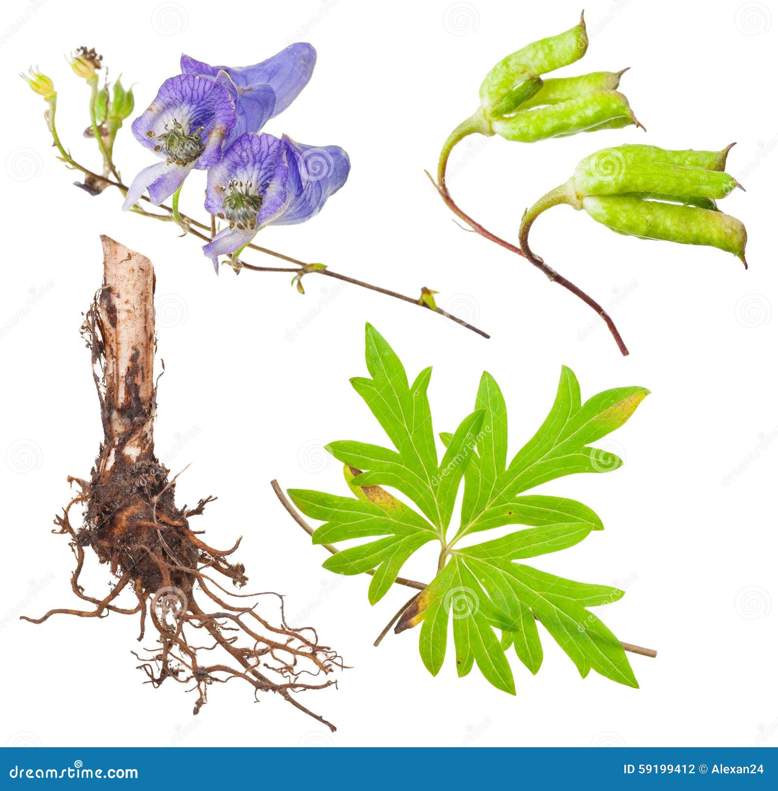 Medicinal plant: Aconite stock photo. Image of danger - 59199412