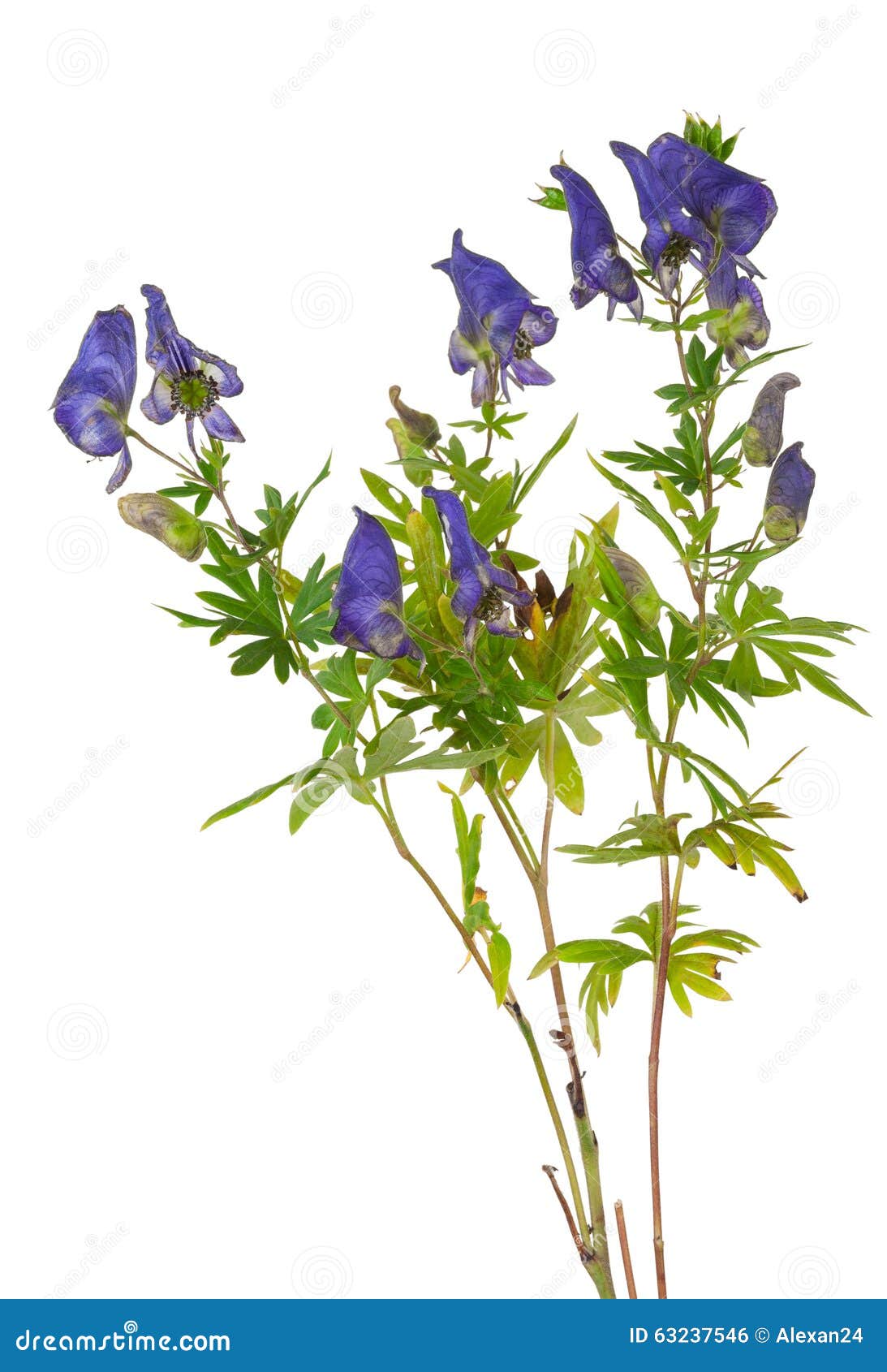 Medicinal plant: Aconite stock photo. Image of medicine - 63237546
