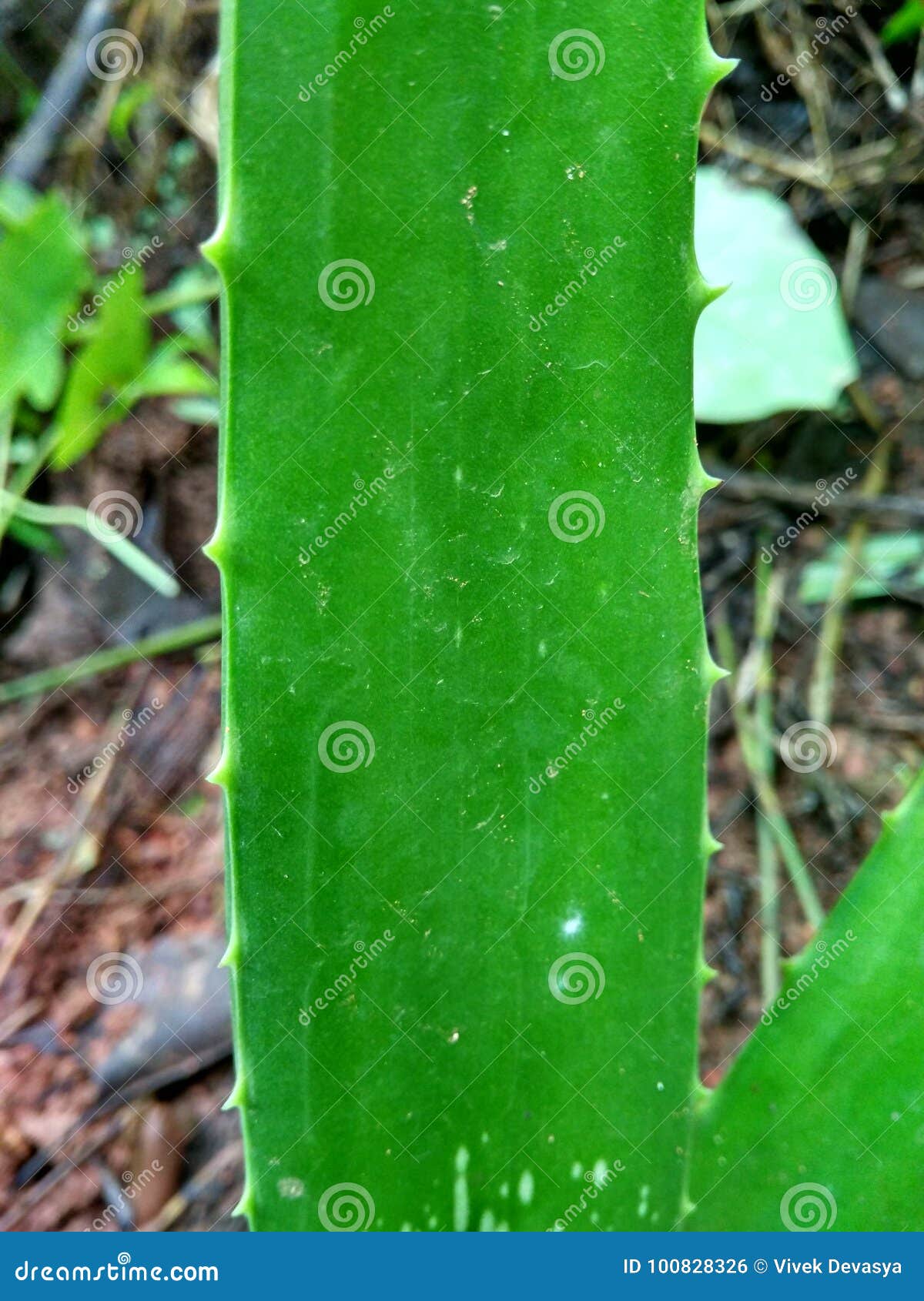 Alovera stock photo. Image of india, ayurveda, alovera - 100828326
