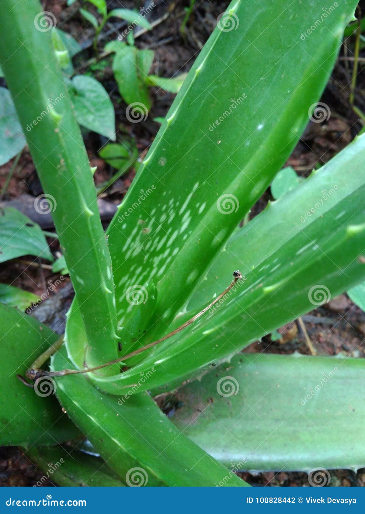 Alovera stock photo. Image of xanthorrhoeaceae, plant - 100828442
