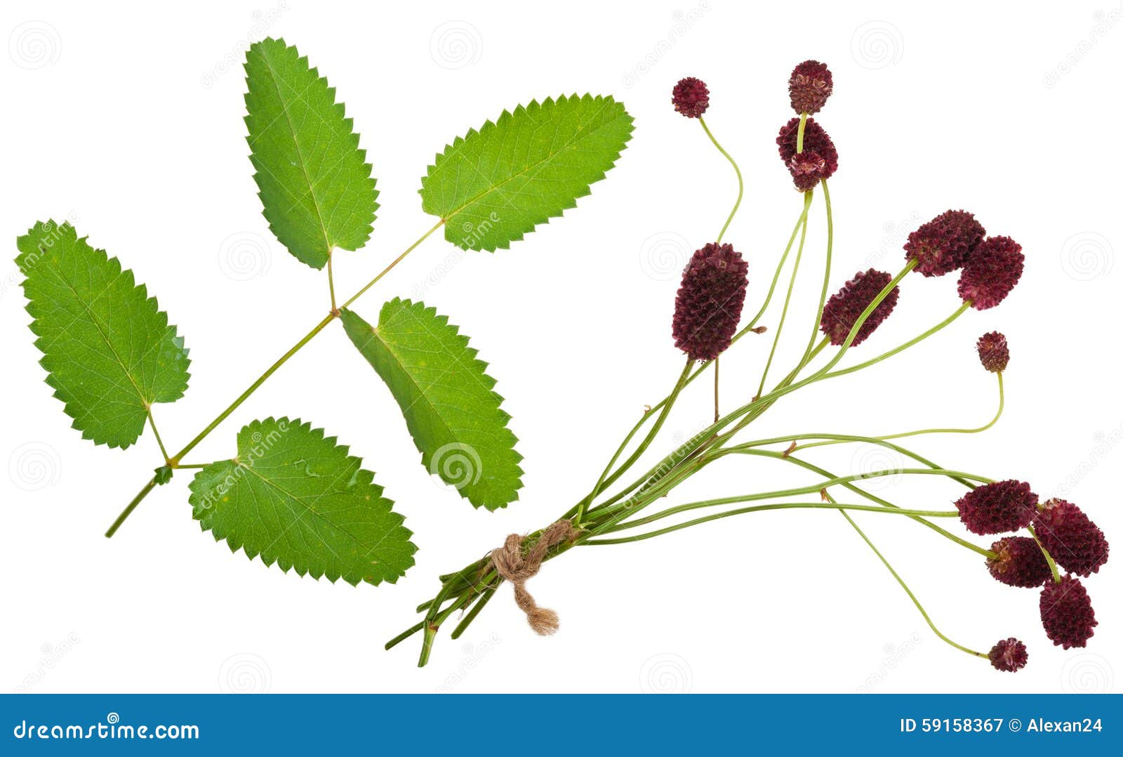 Medicinal Plant: Burnet (Sanguisorba Officinalis) Stock Image - Image ...