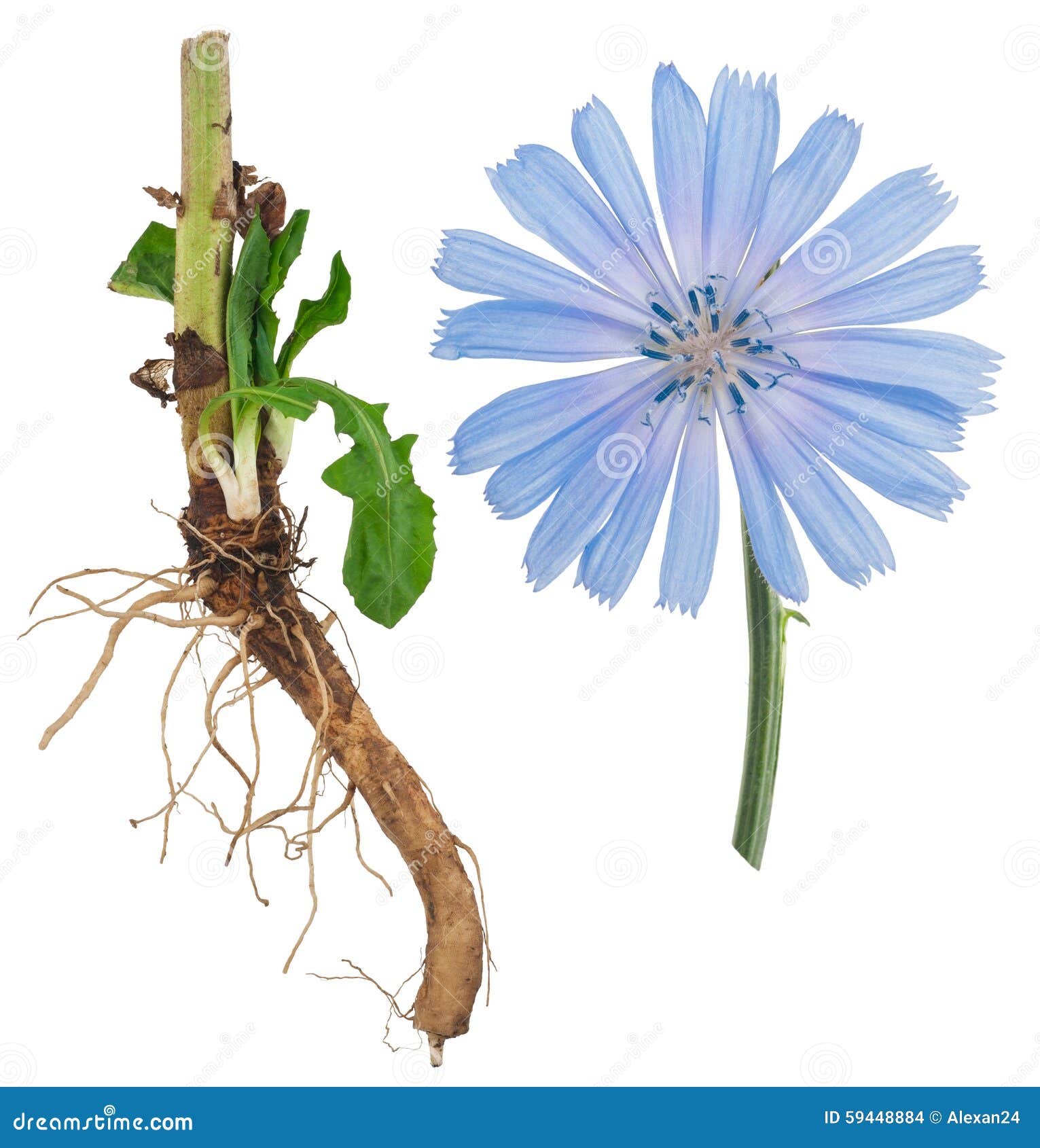 Medicinal Plant. Plantain With Root Royalty-Free Stock Photography ...