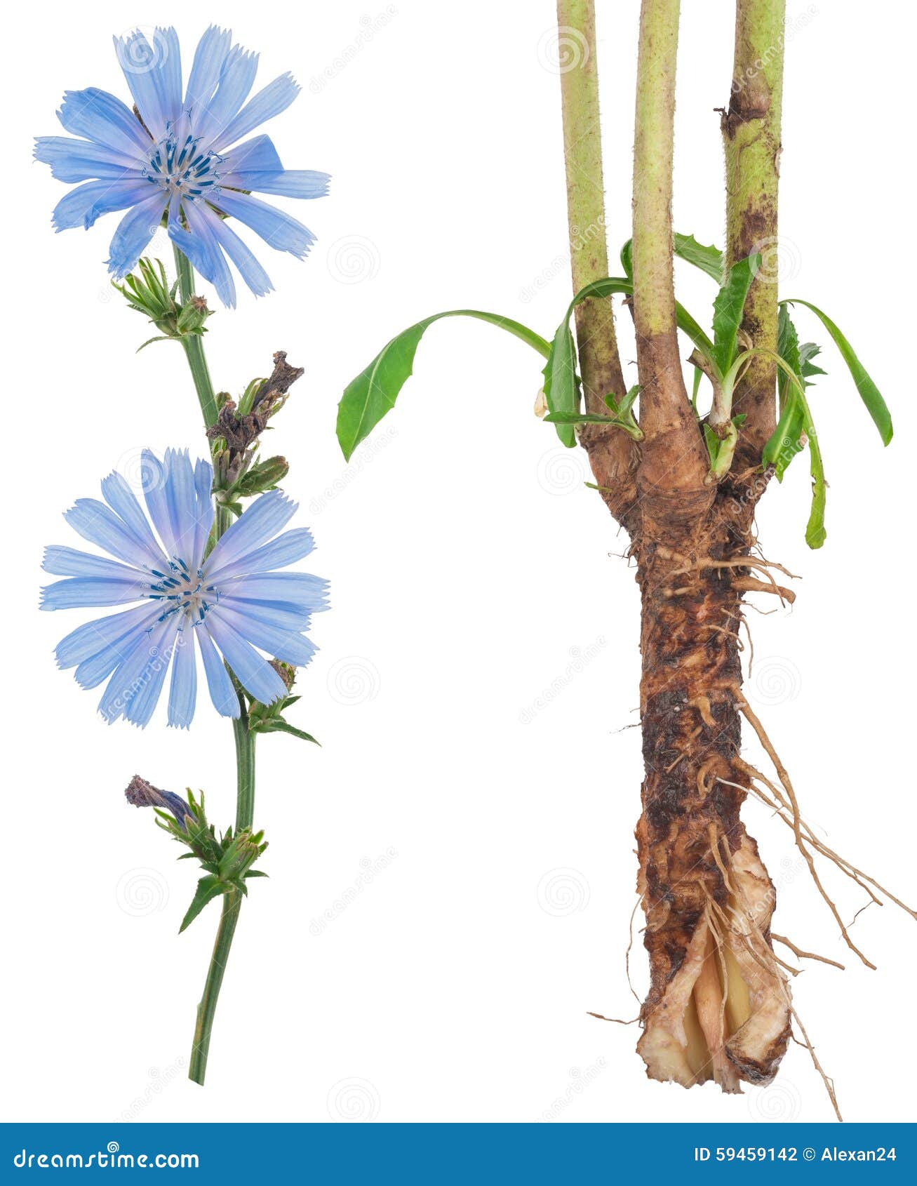 Medicinal Plant. Plantain With Root Royalty-Free Stock Photography ...