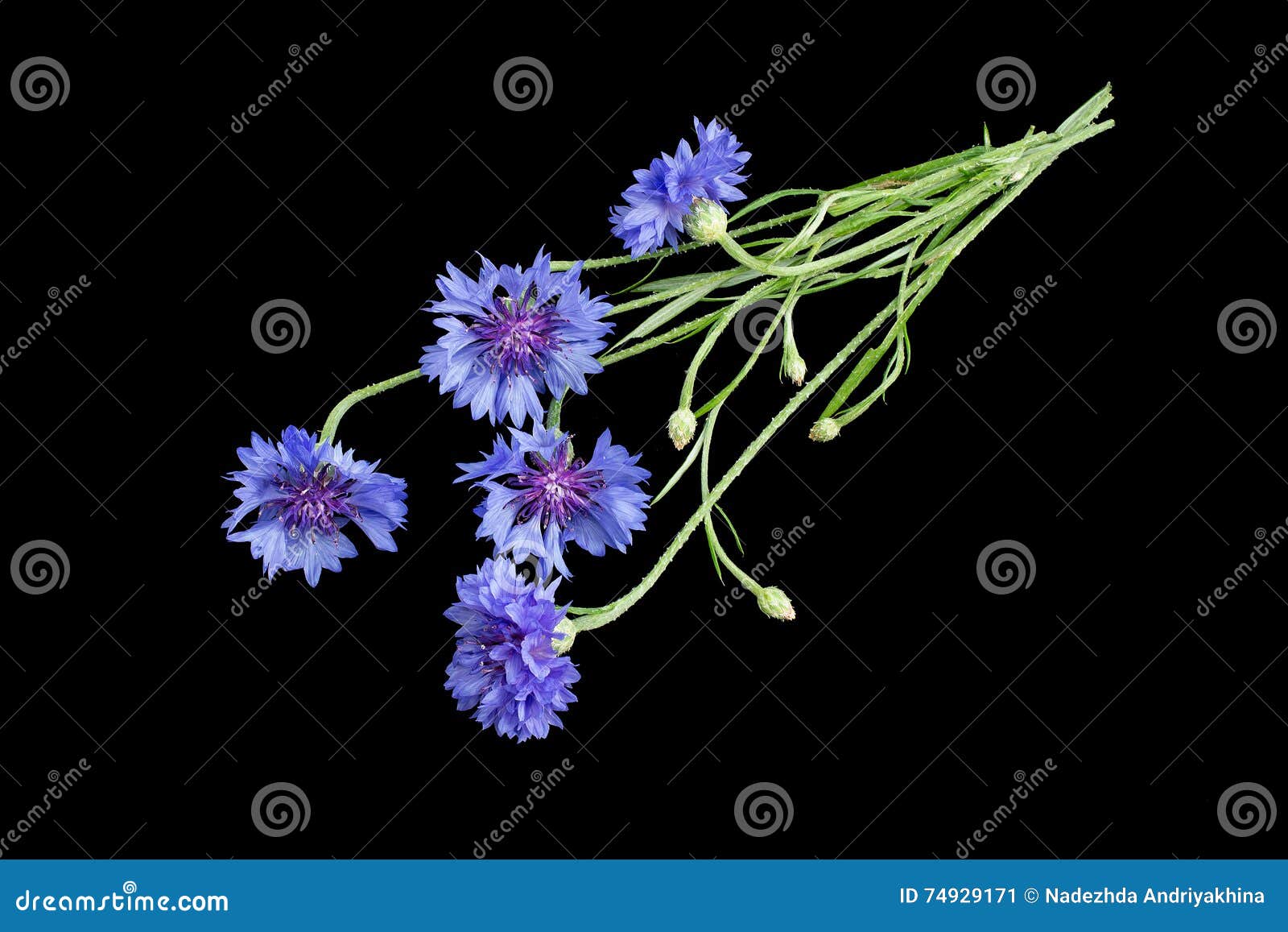 Medicinal Plant Cornflower (Centaurea Cyanus) on a Black Background ...