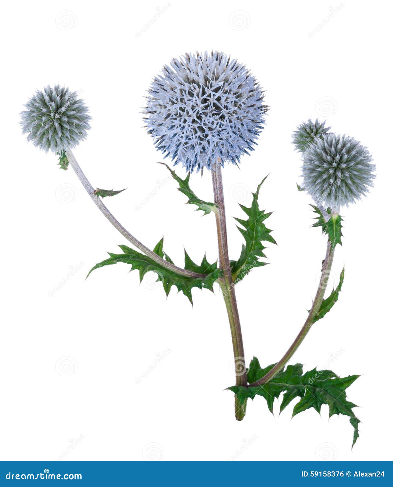 Medicinal plant: Echinops stock photo. Image of thistle - 59158376