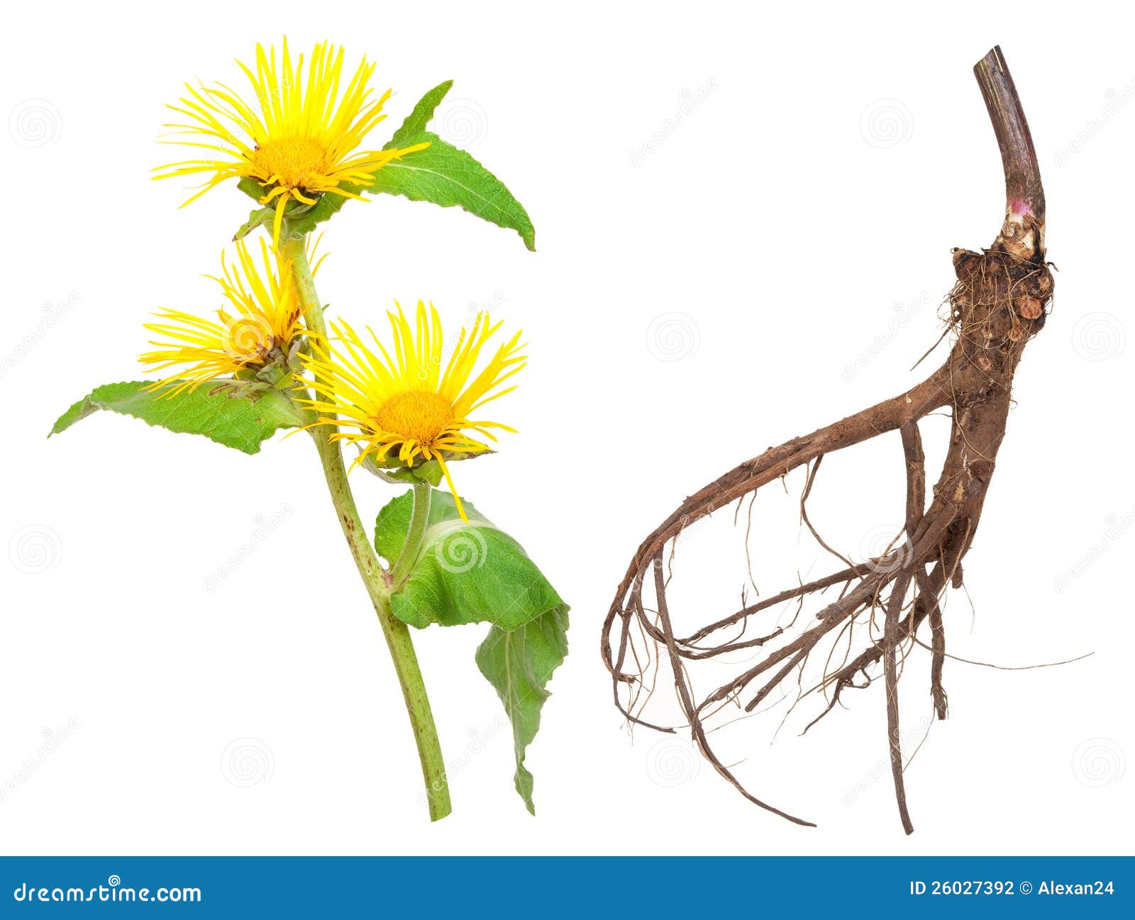 143 Inula Helenium Root Stock Photos - Free & Royalty-Free Stock Photos ...