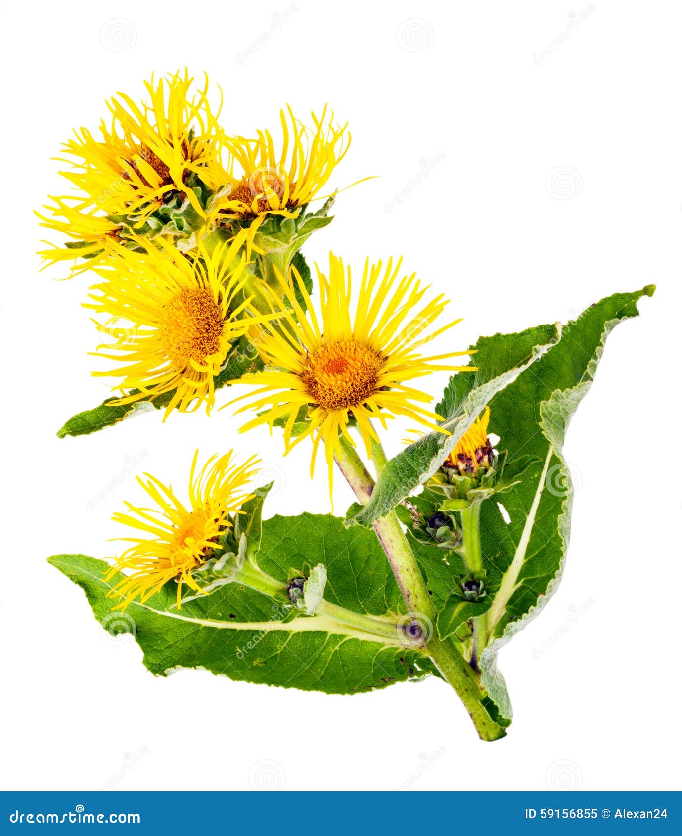 Medicinal Plant. Elecampane (Inula Helenium) Stock Image - Image of ...