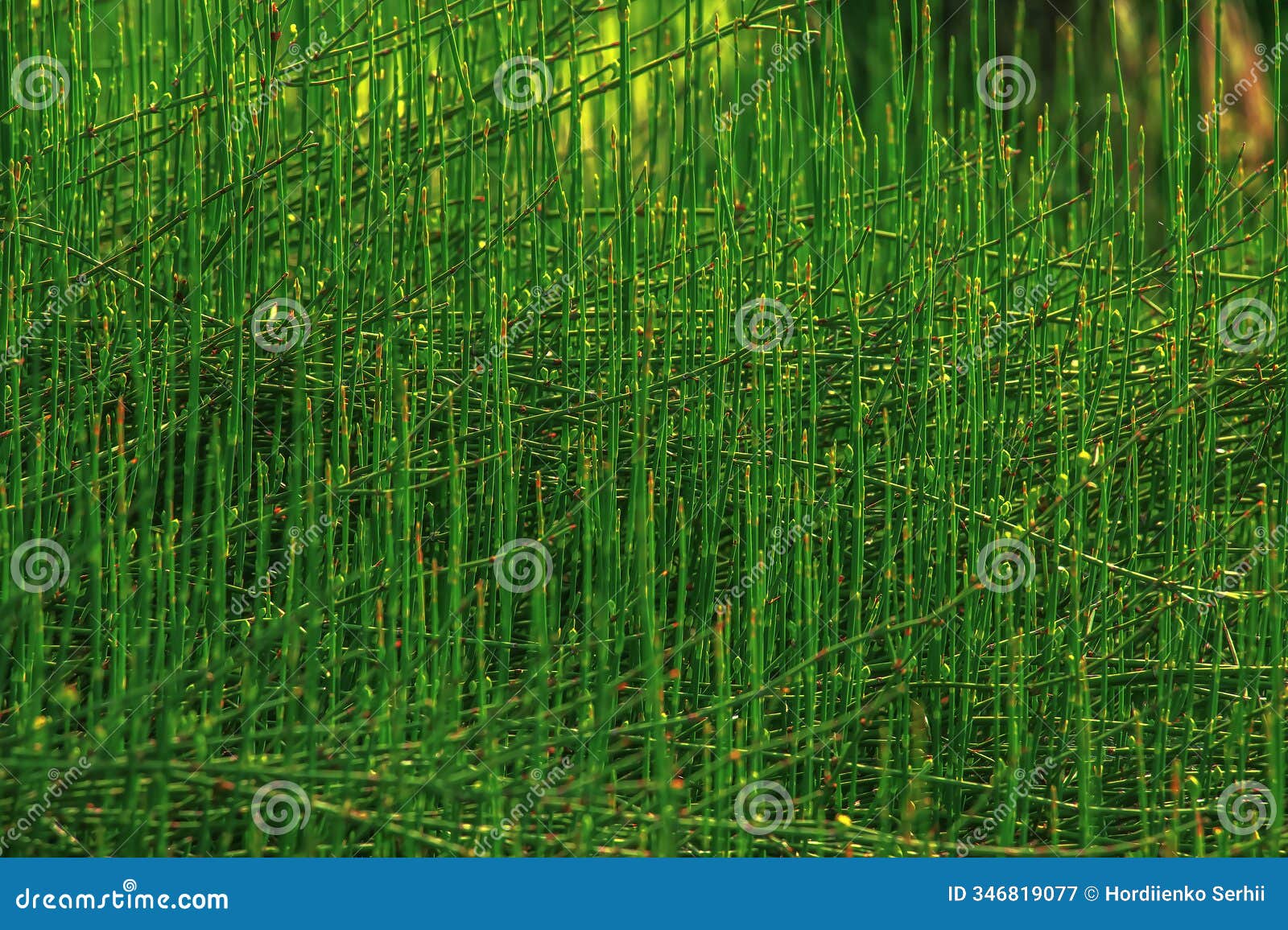 Medicinal Plant Equisetum Hyemale in Spring Stock Image - Image of ...