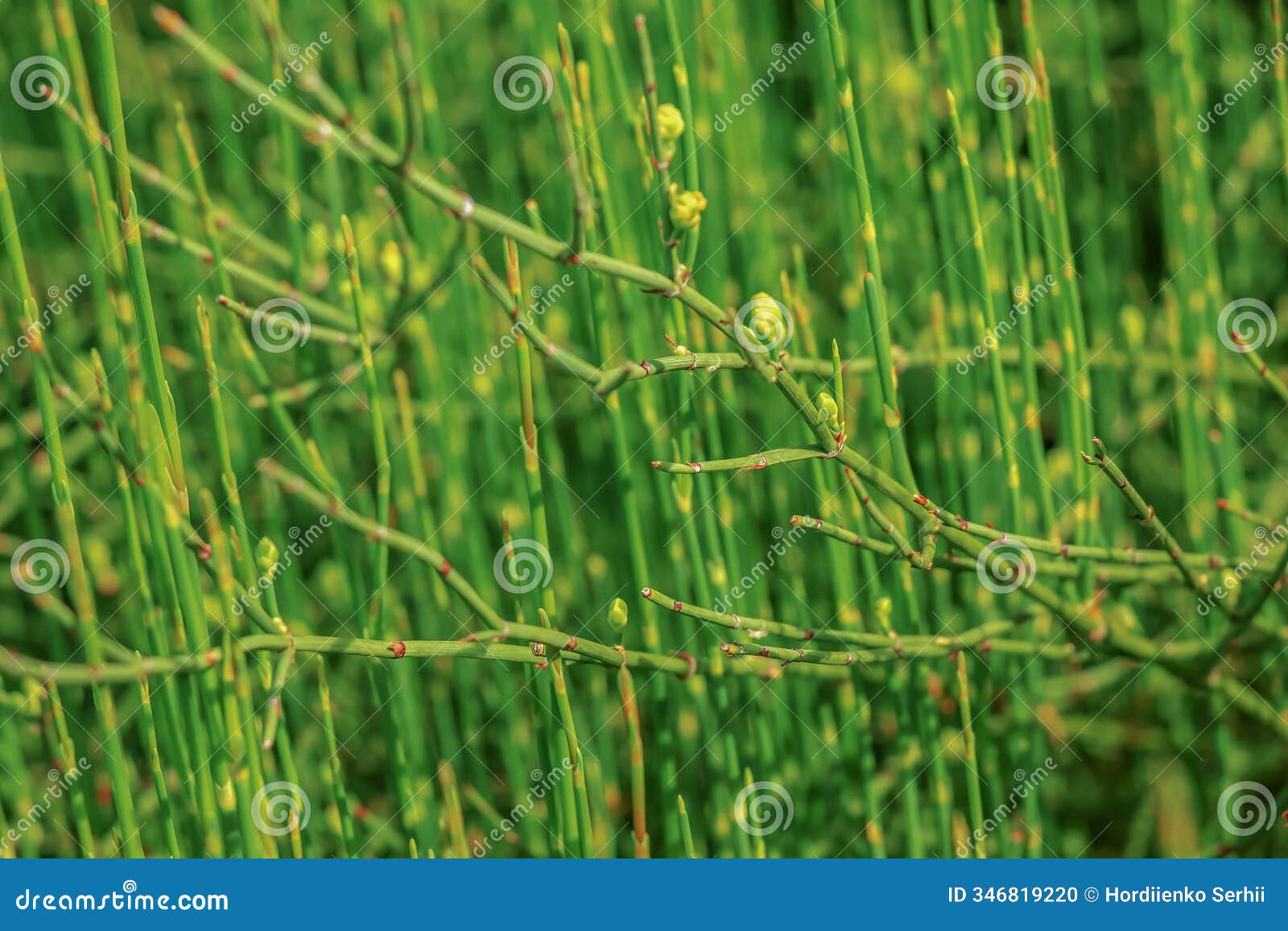 Medicinal Plant Equisetum Hyemale in Spring Stock Photo - Image of ...